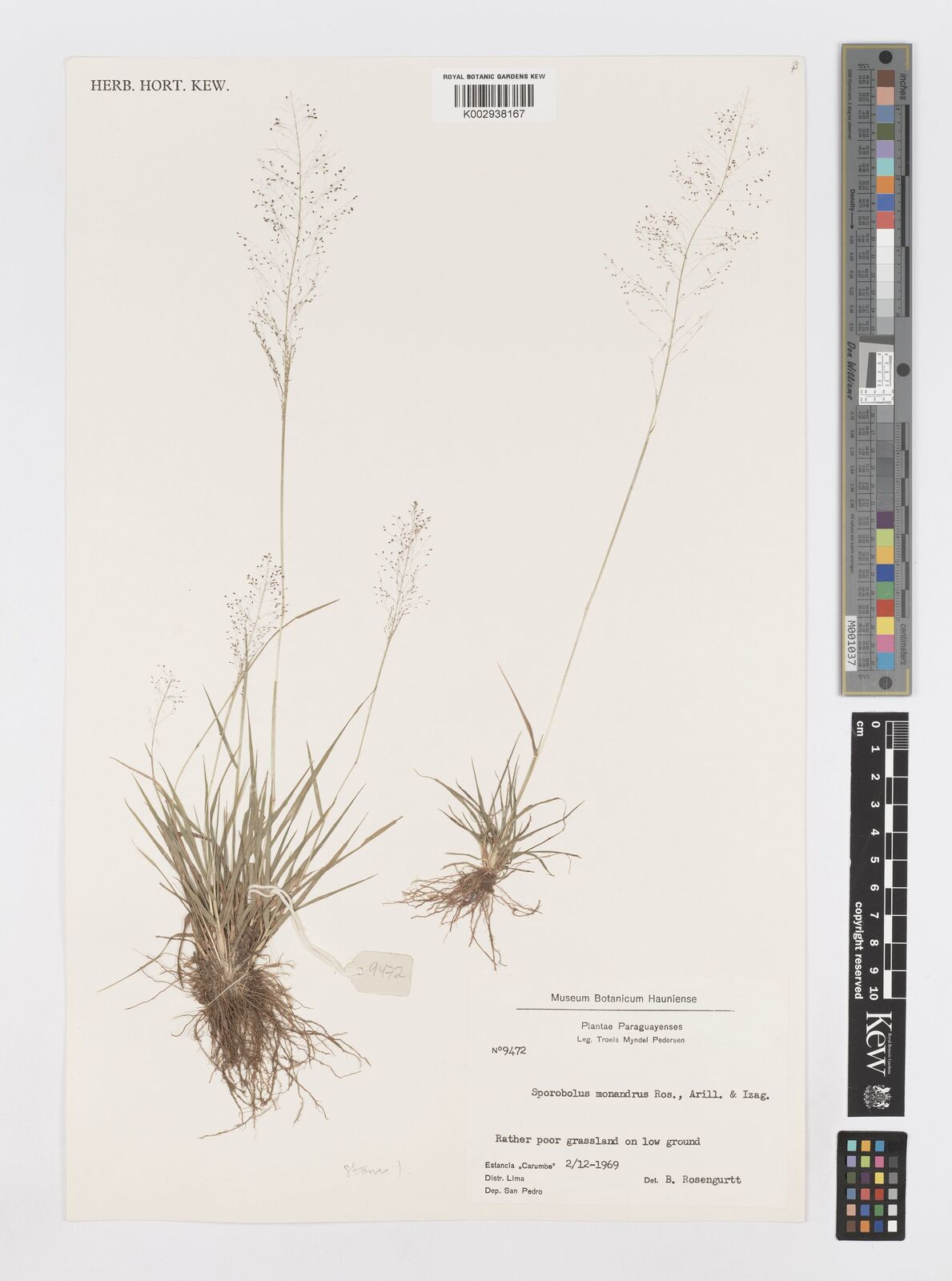 Sporobolus monandrus Roseng., B.R.Arrill. & Izag. | Plants of the World ...