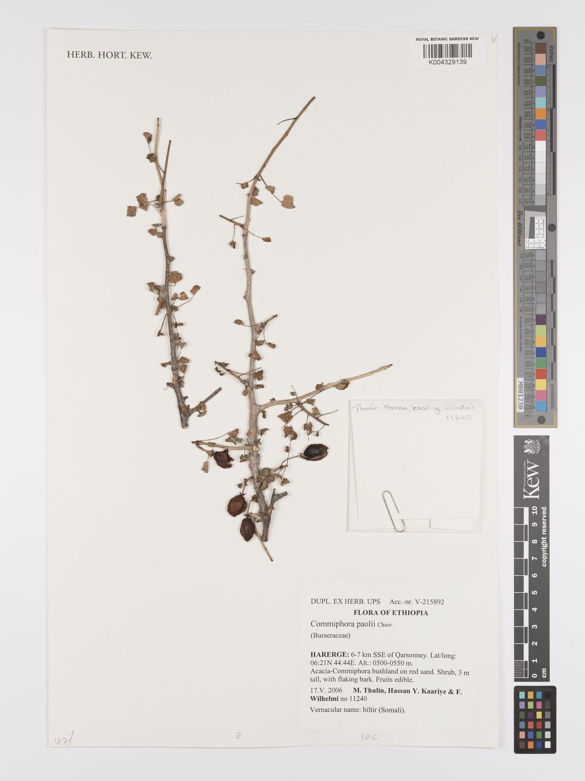 Commiphora paolii Chiov. | Plants of the World Online | Kew Science
