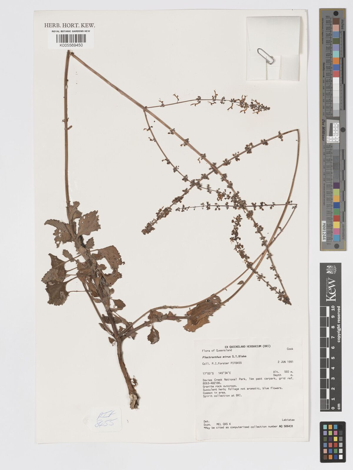 Coleus mirus (S.T.Blake) P.I.Forst. & T.C.Wilson | Plants of the World ...