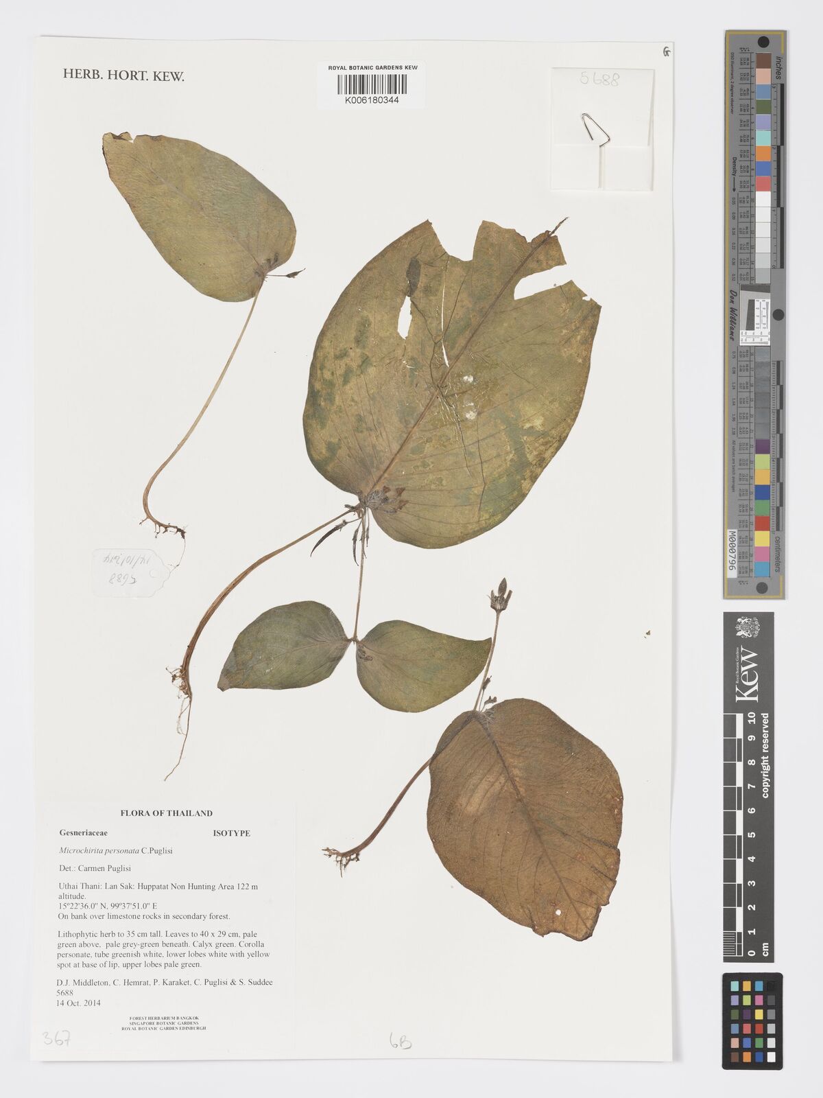 Microchirita personata C.Puglisi | Plants of the World Online | Kew Science