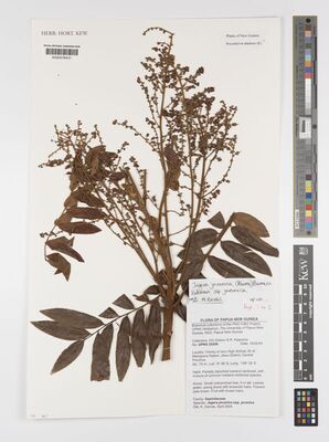 Jagera Blume | Plants of the World Online | Kew Science