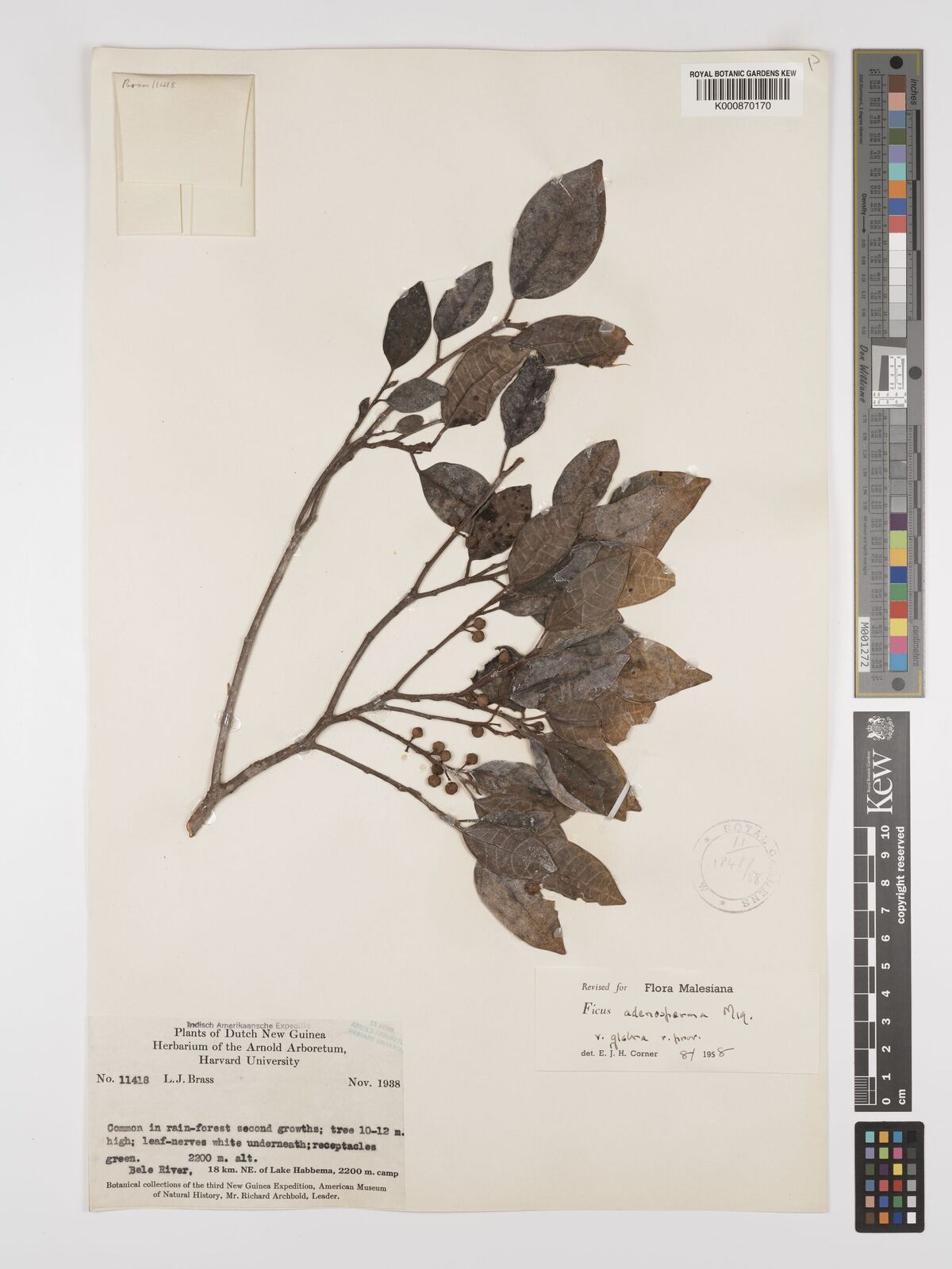 Ficus adenosperma Miq. | Plants of the World Online | Kew Science