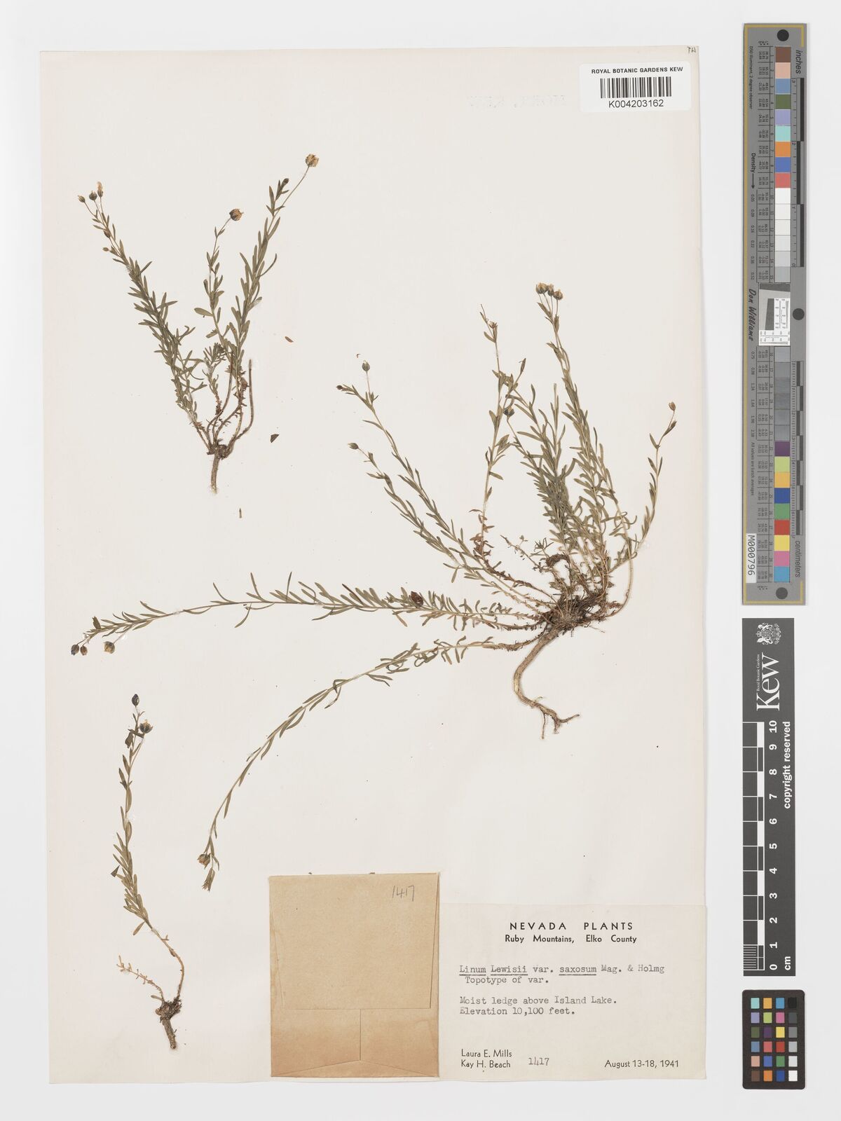 Linum lewisii var. alpicola Jeps. | Plants of the World Online | Kew ...