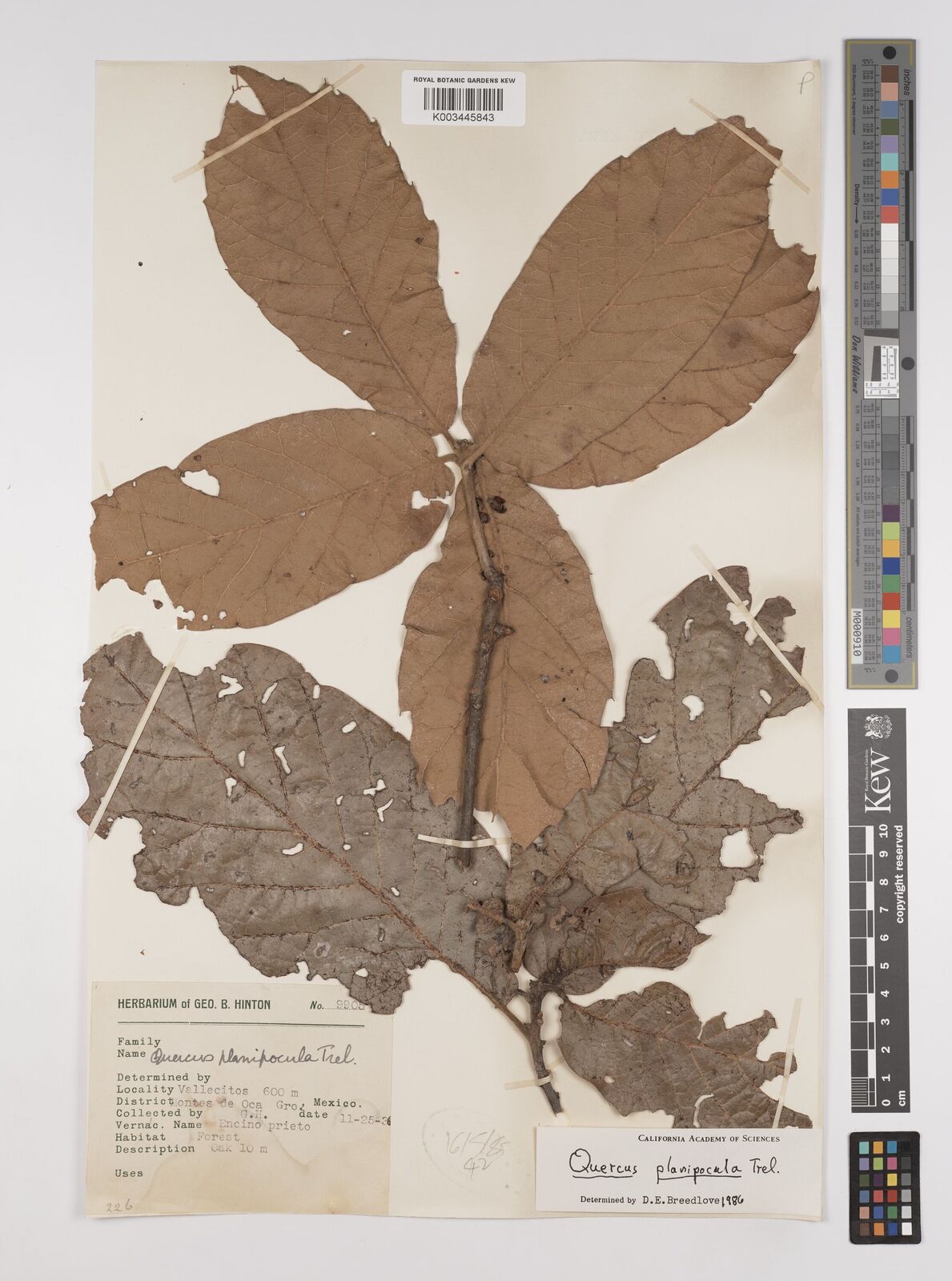 Quercus planipocula Trel. | Plants of the World Online | Kew Science