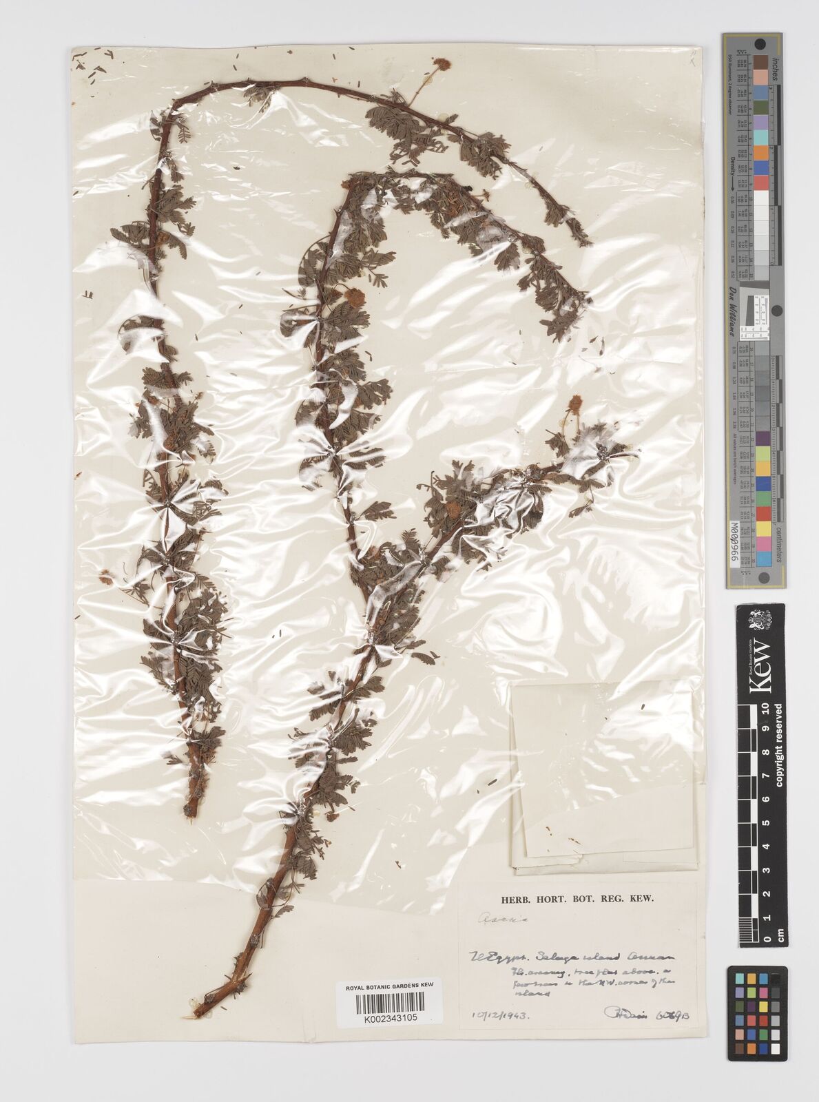 Vachellia tortilis subsp. raddiana (Savi) Kyal. & Boatwr. | Plants of ...