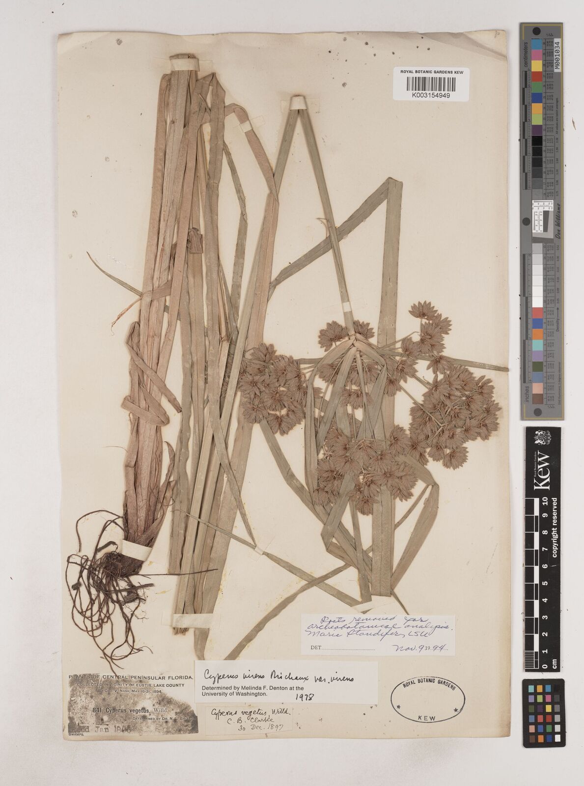 Cyperus virens var. virens | Plants of the World Online | Kew Science