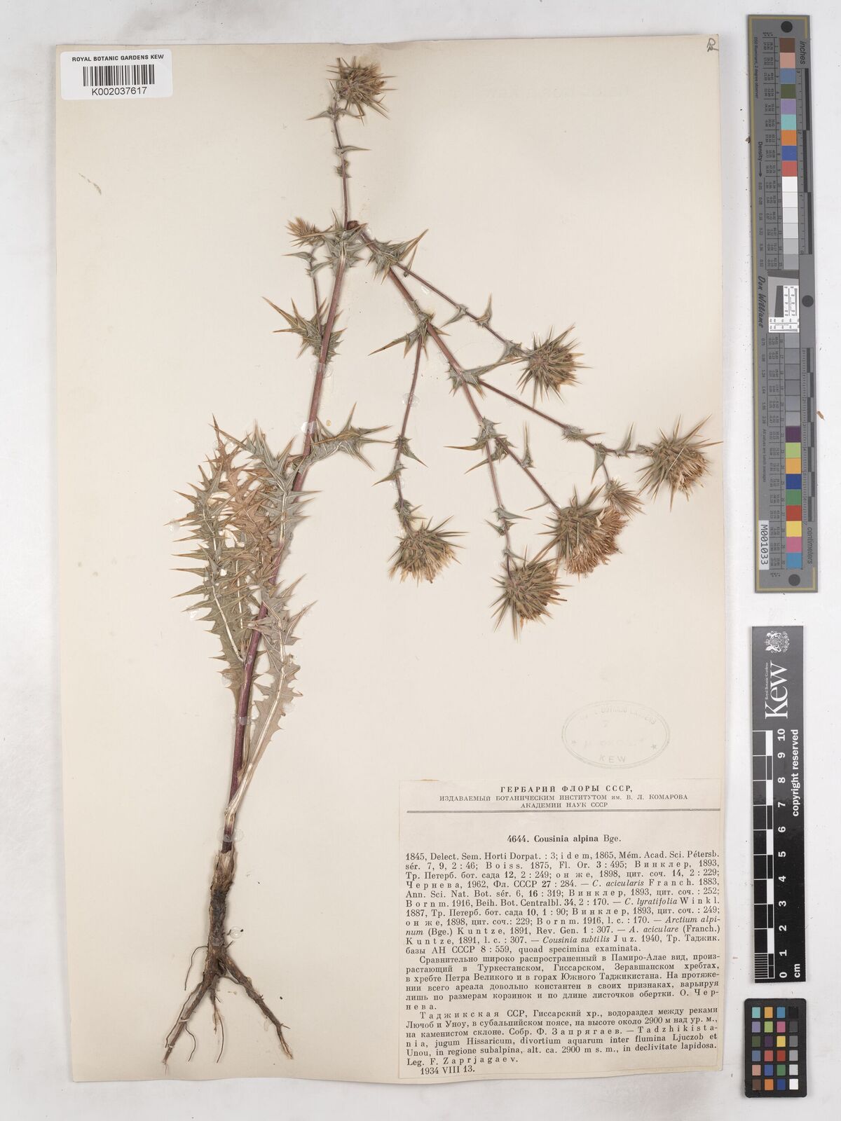 Cousinia alpina Bunge | Plants of the World Online | Kew Science