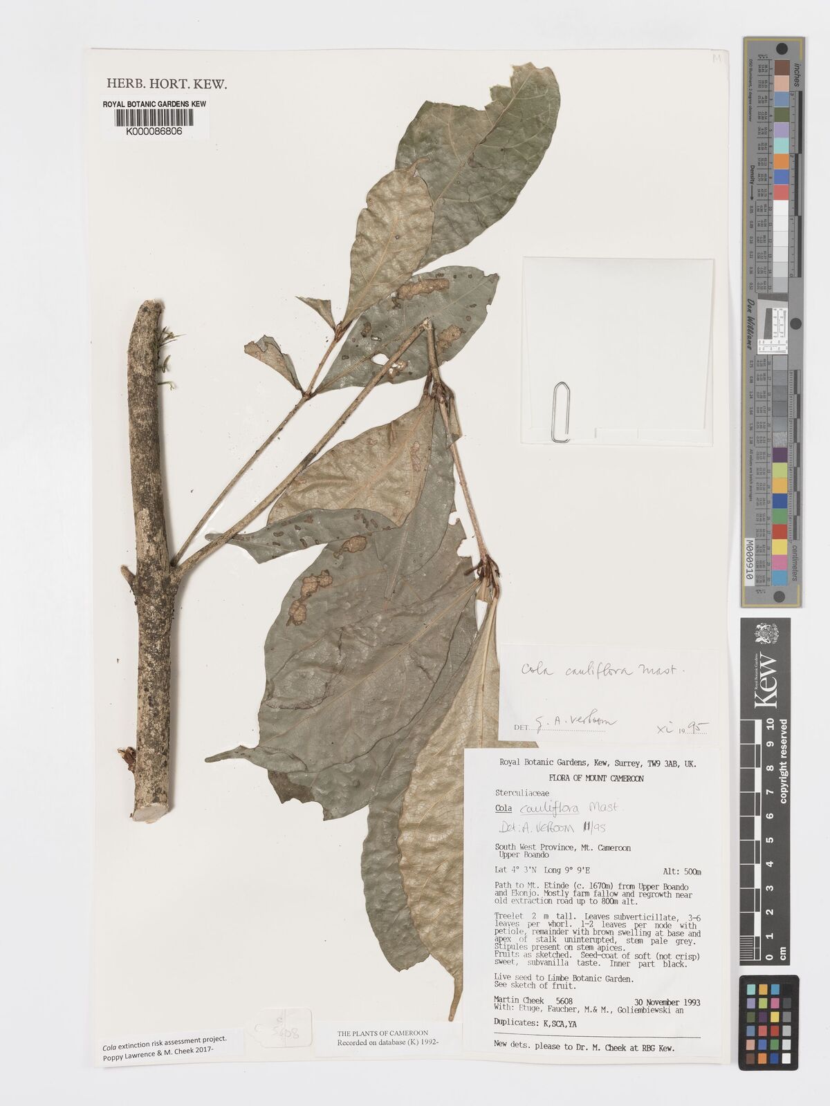 Cola cauliflora Mast. | Plants of the World Online | Kew Science