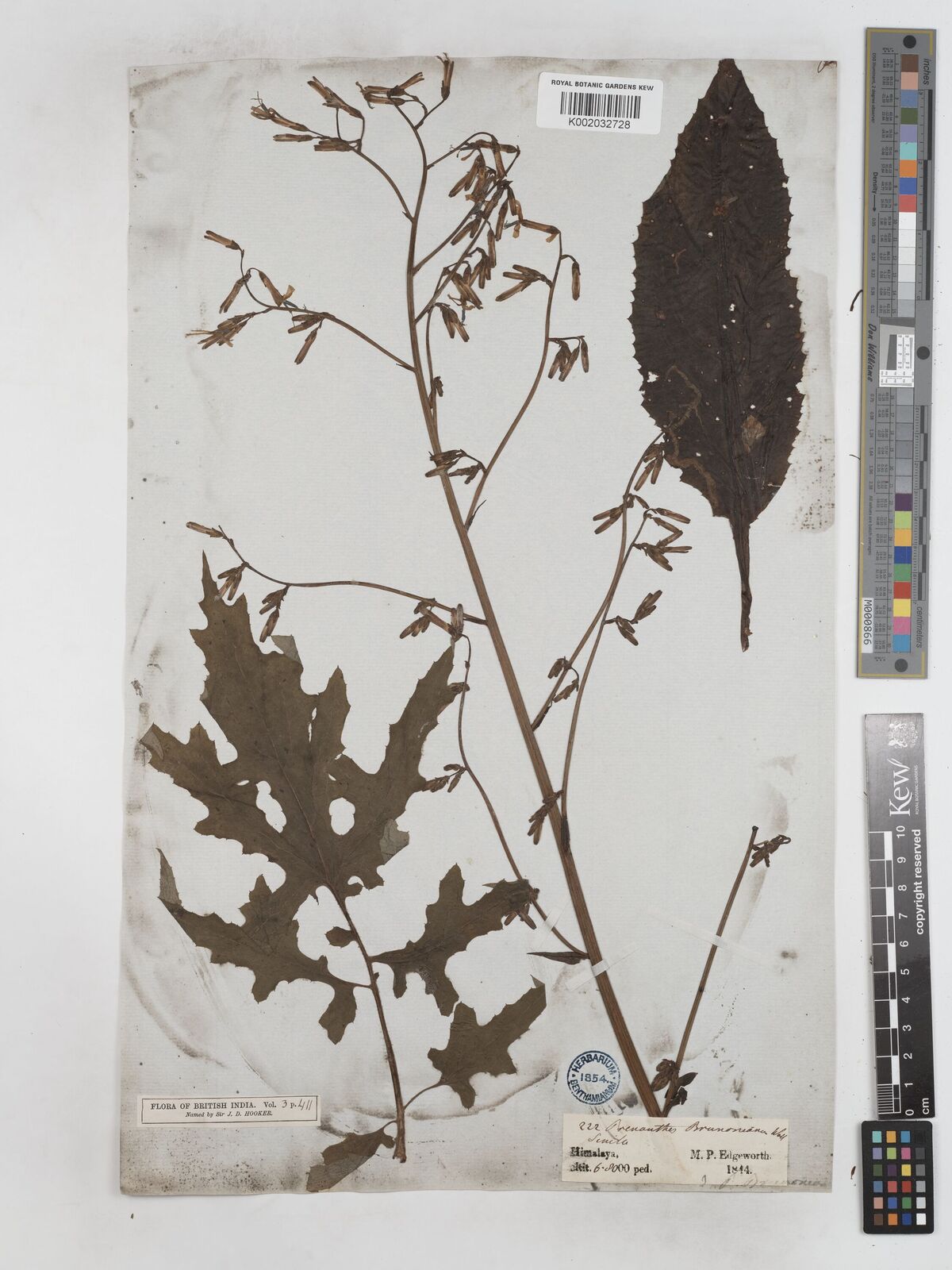 Melanoseris tenuis (C.Shih) N.Kilian | Plants of the World Online | Kew ...