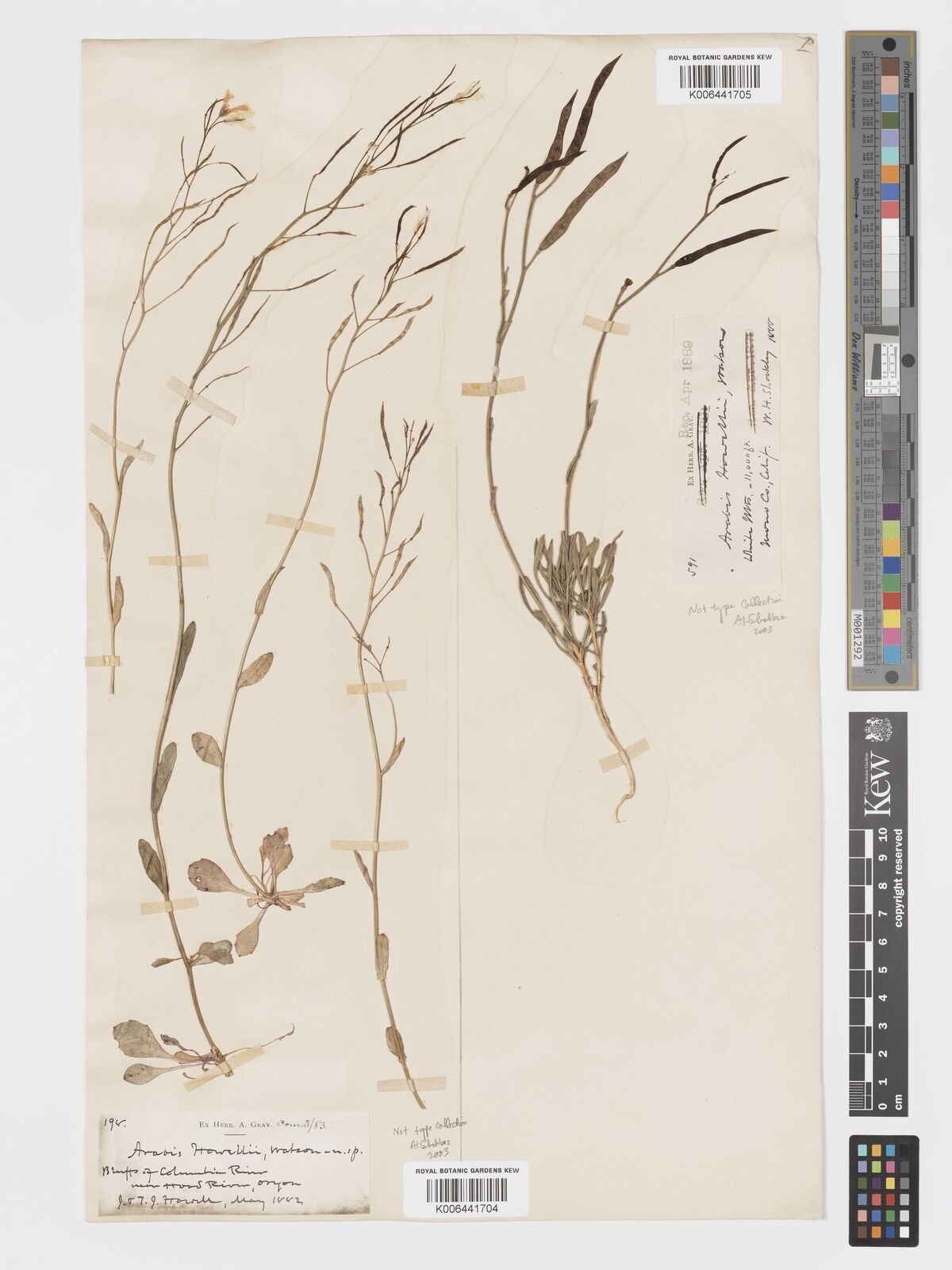 Boechera howellii (S.Watson) Windham & Al-Shehbaz | Plants of the World ...