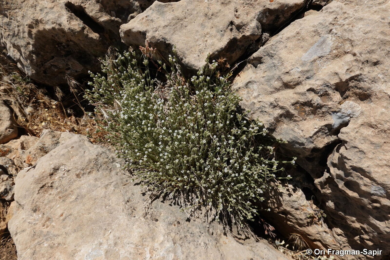 Bolanthus hirsutus var. alpinus (Boiss.) Barkoudah | Plants of the ...