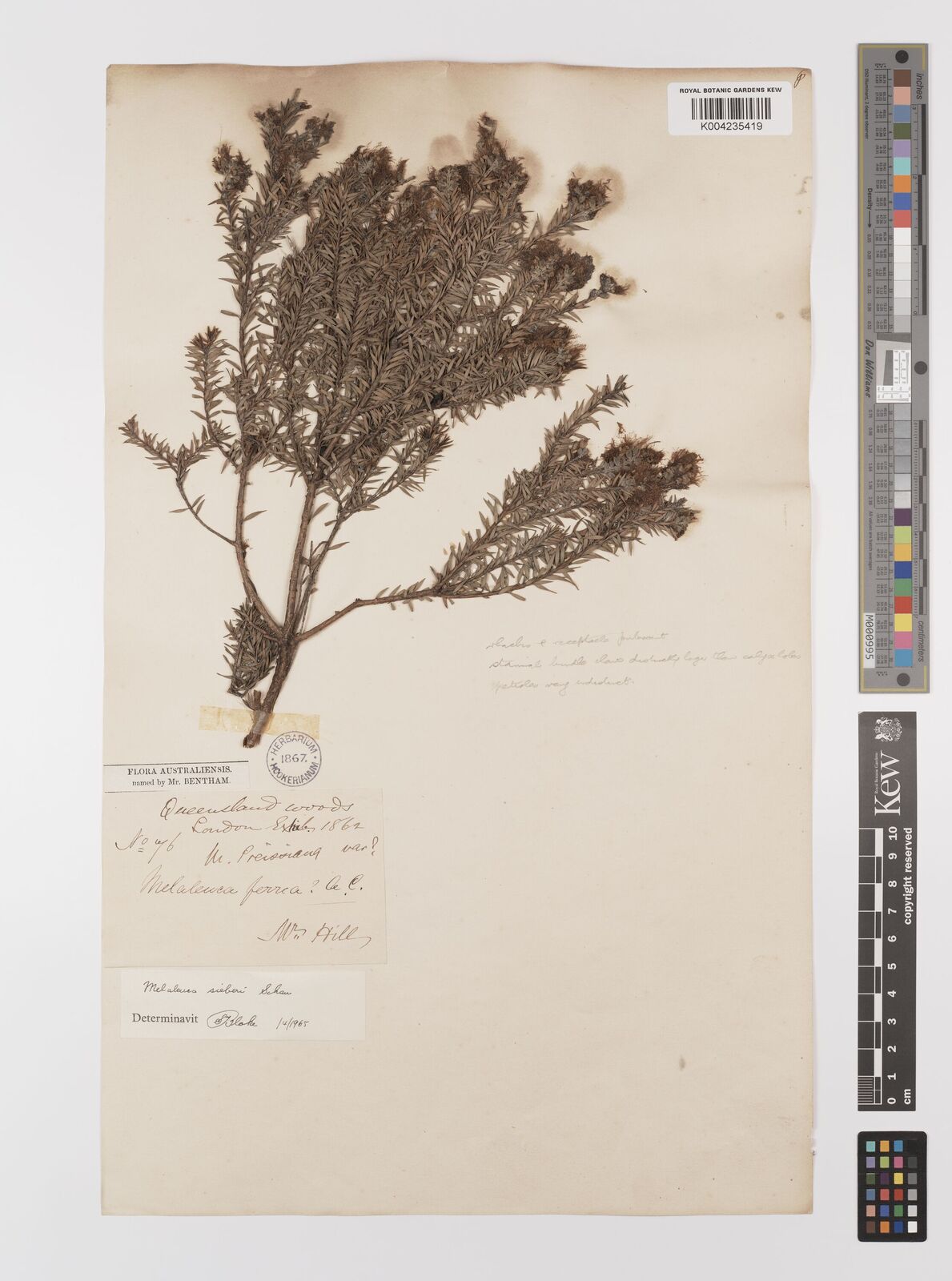 Melaleuca decora (Salisb.) Britten | Plants of the World Online | Kew ...