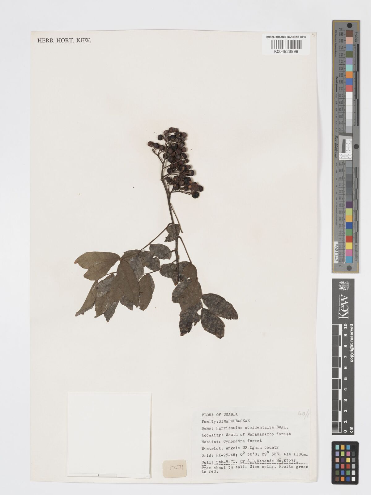Harrisonia R.Br. ex A.Juss. | Plants of the World Online | Kew Science