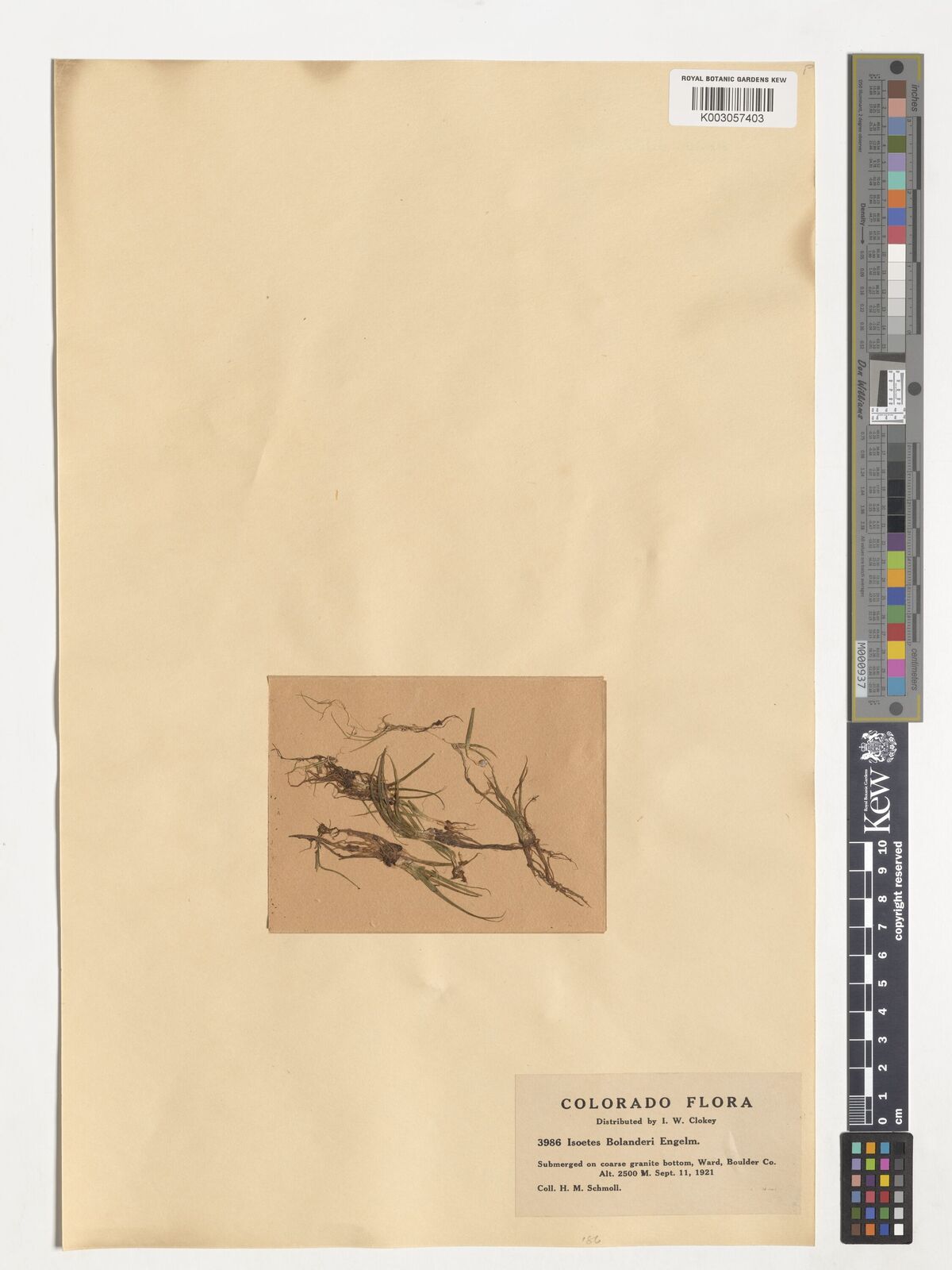 Juncus bolanderi Engelm. | Plants of the World Online | Kew Science