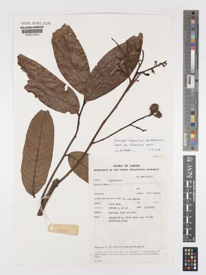 Dimocarpus Lour. | Plants of the World Online | Kew Science