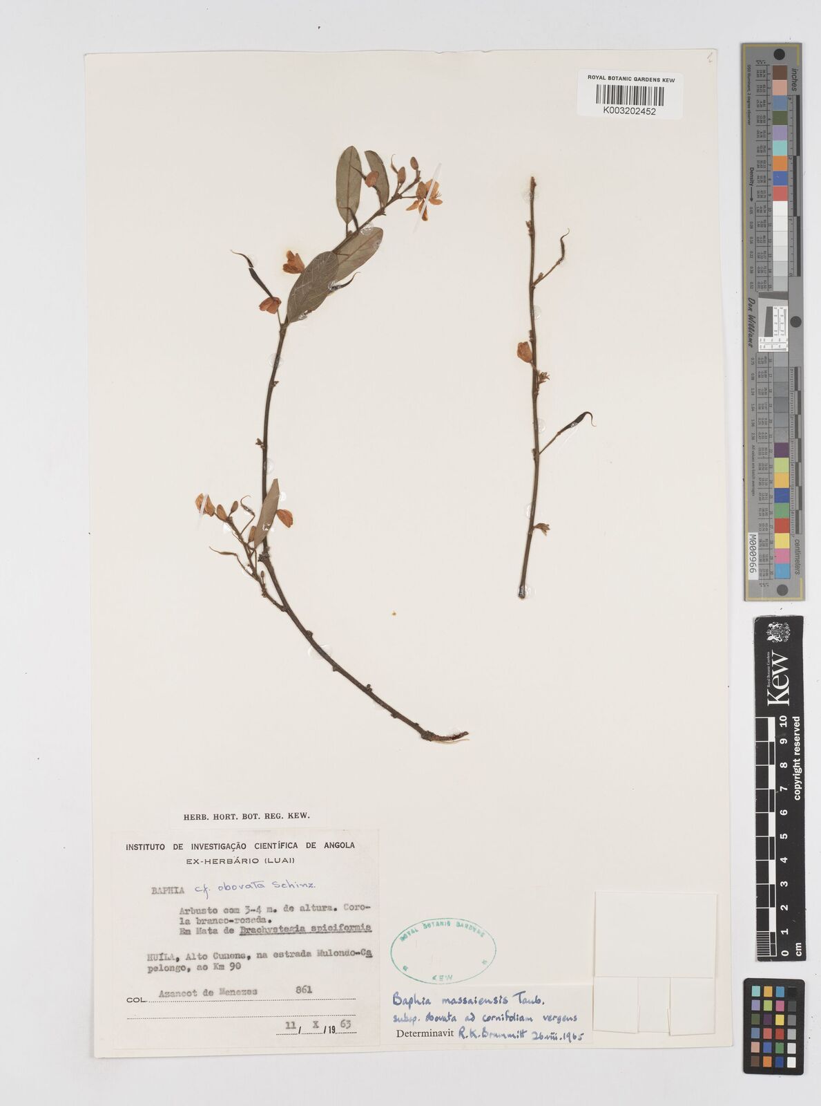 Baphia massaiensis subsp. obovata (Schinz) Brummitt | Plants of the ...