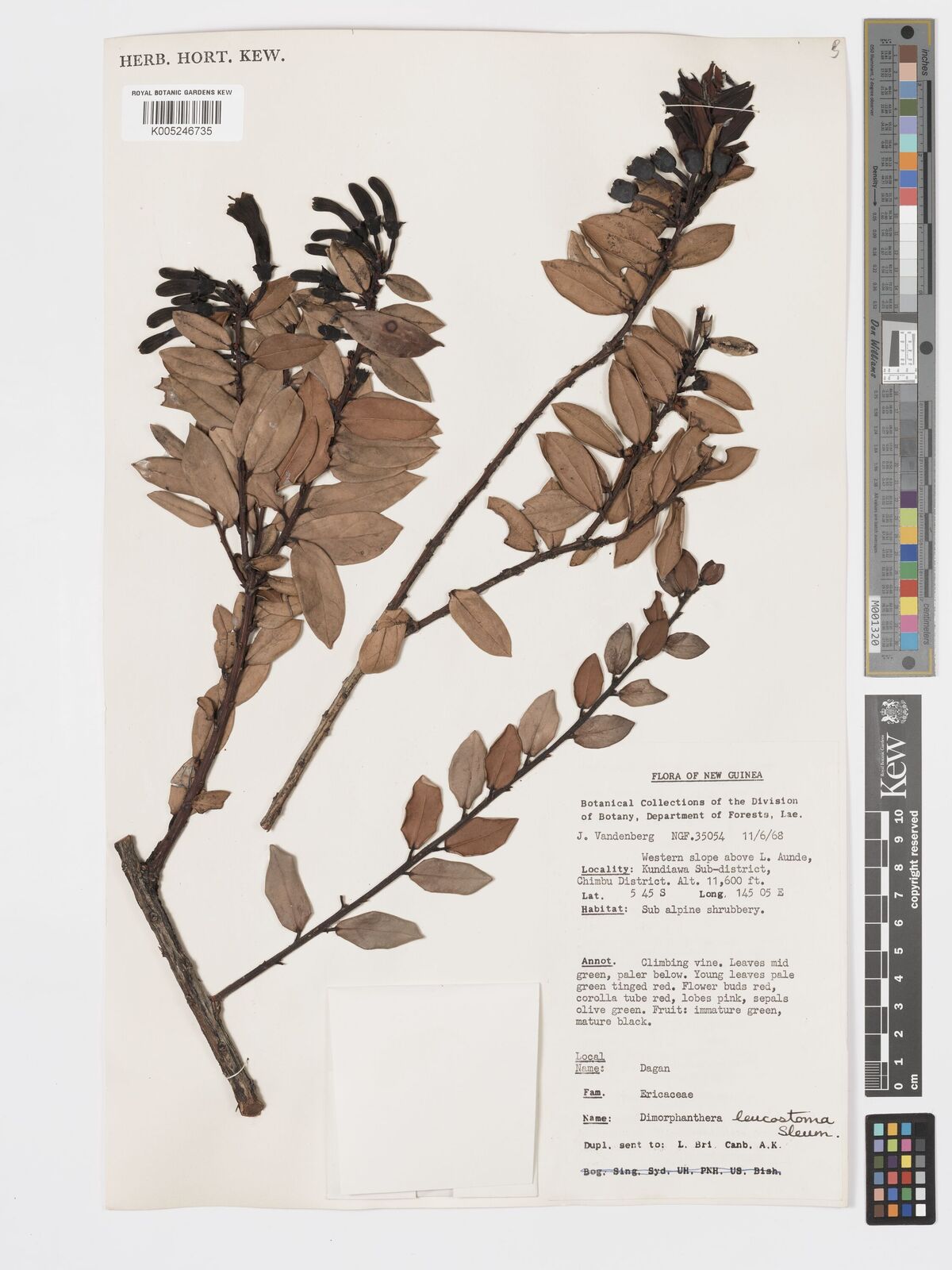 Dimorphanthera leucostoma Sleumer | Plants of the World Online | Kew ...