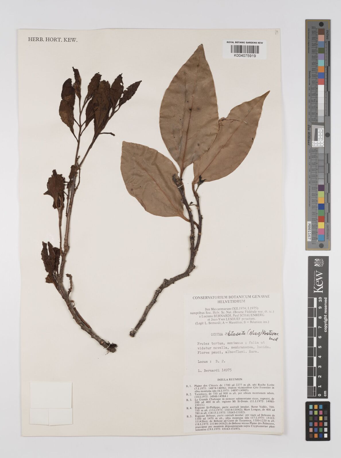 Ocotea obtusata (Nees) Kosterm. | Plants of the World Online | Kew Science