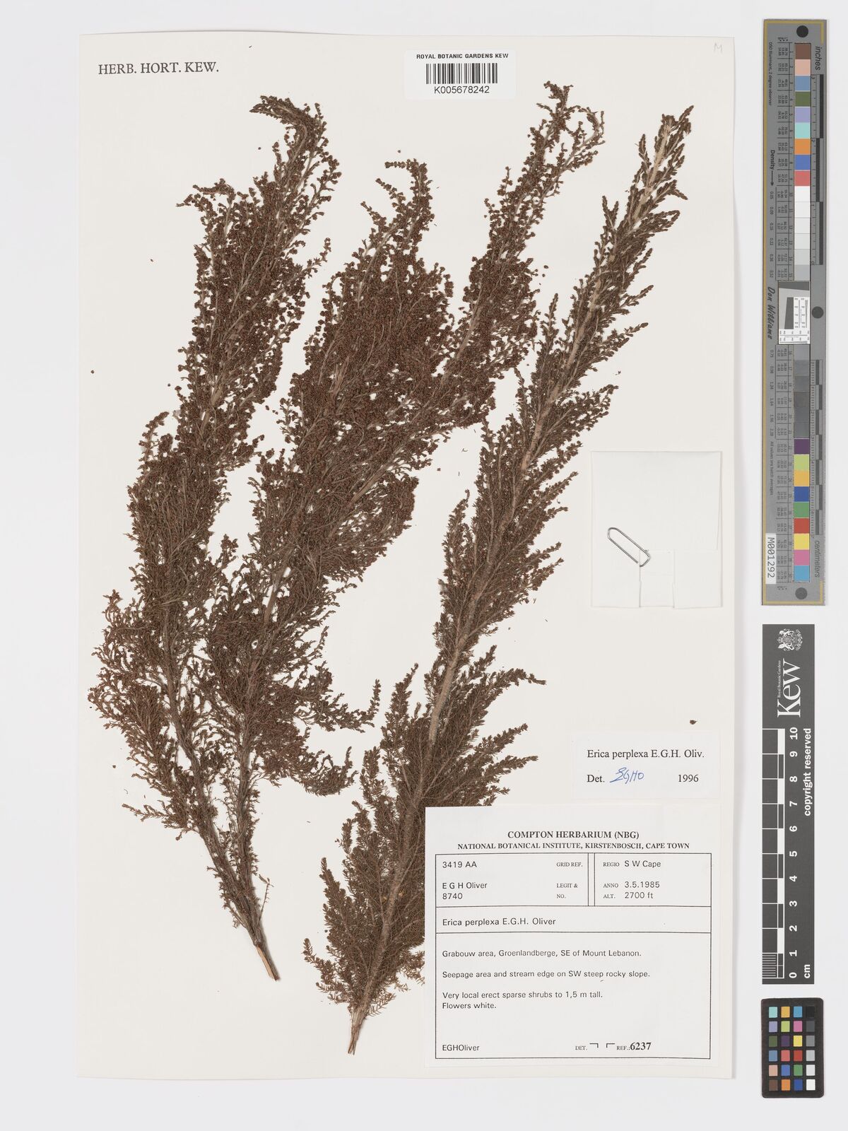 Erica perplexa E.G.H.Oliv. | Plants of the World Online | Kew Science
