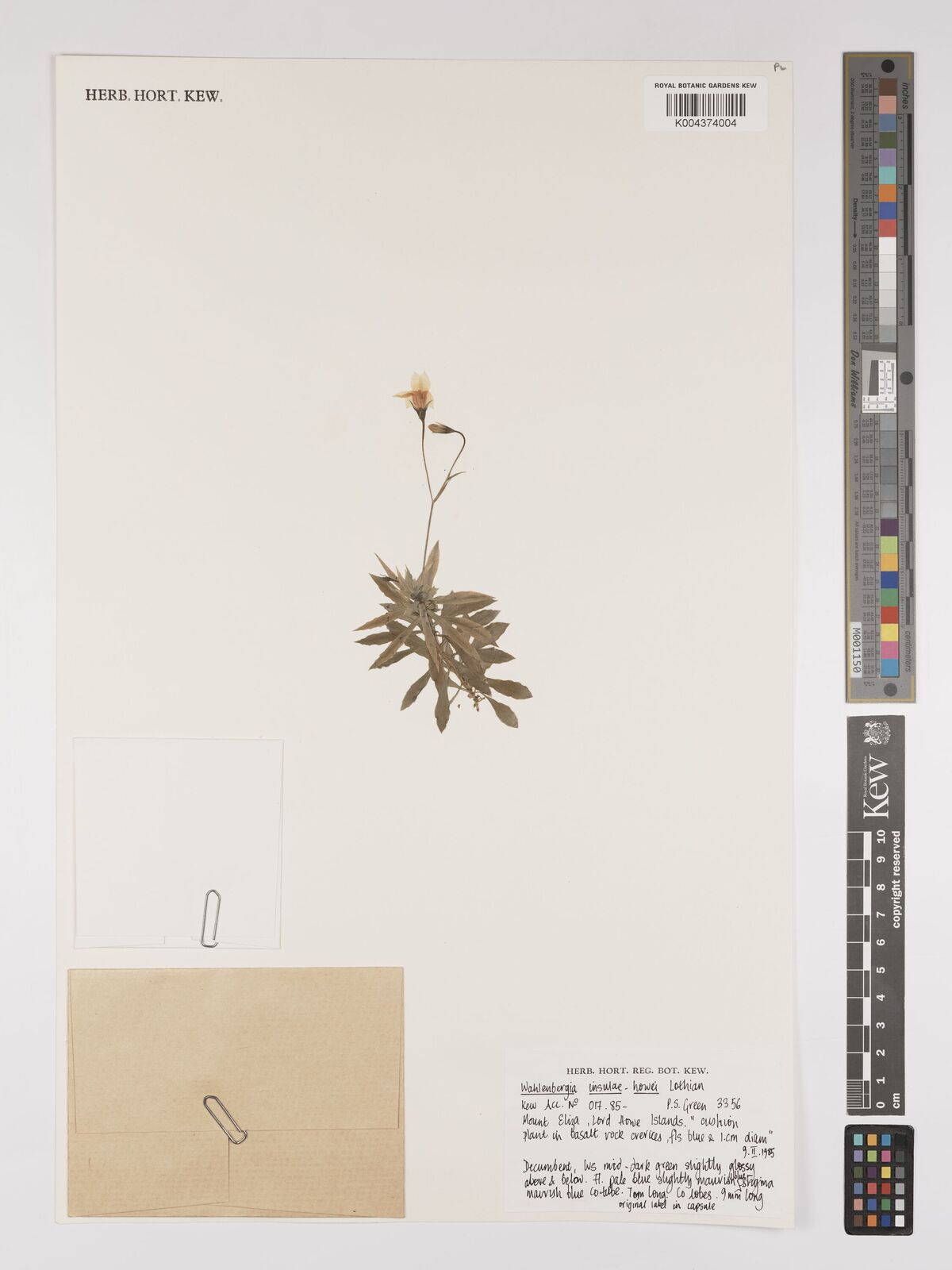 Wahlenbergia insulae-howei Lothian | Plants of the World Online | Kew ...