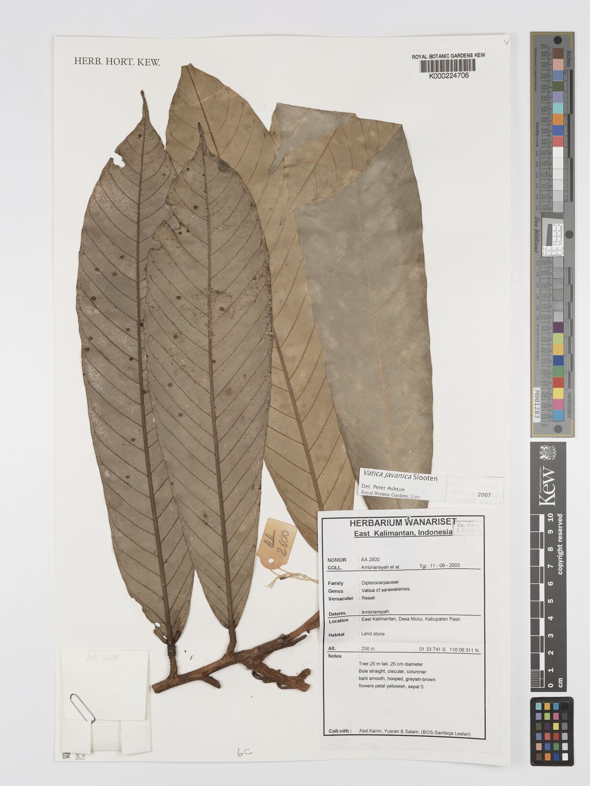 Vatica javanica Slooten | Plants of the World Online | Kew Science