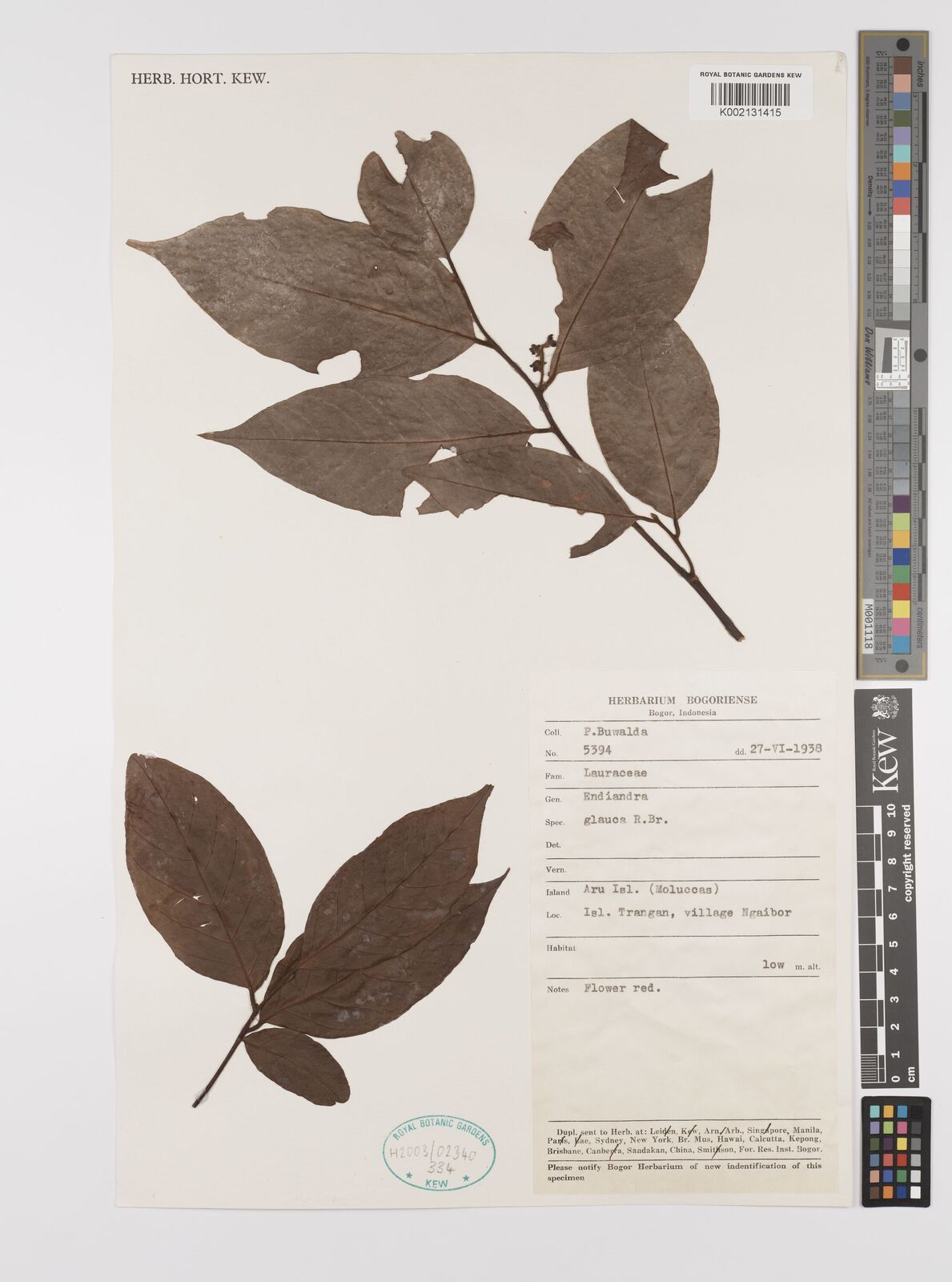 Endiandra glauca R.Br. | Plants of the World Online | Kew Science