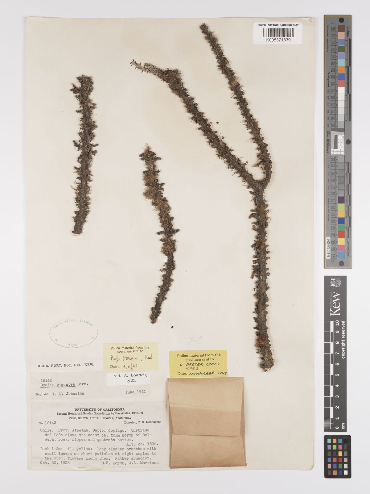 Oxalis virgosa Molina | Plants of the World Online | Kew Science