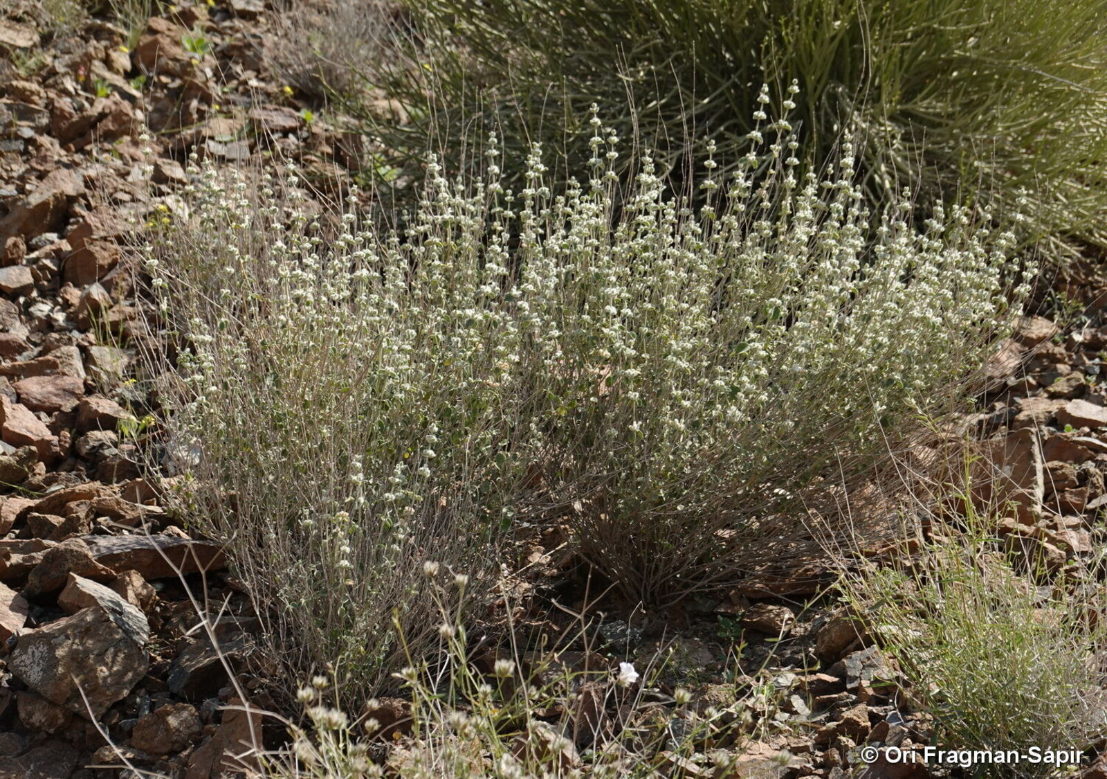 Leucas inflata Benth. | Plants of the World Online | Kew Science