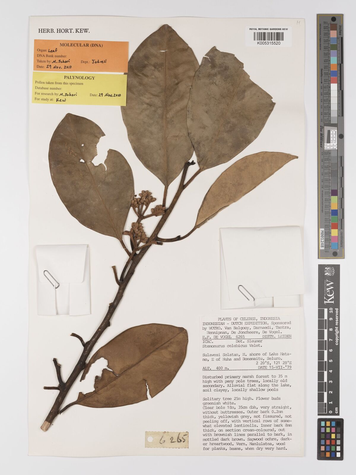 Stemonurus celebicus Valeton | Plants of the World Online | Kew Science