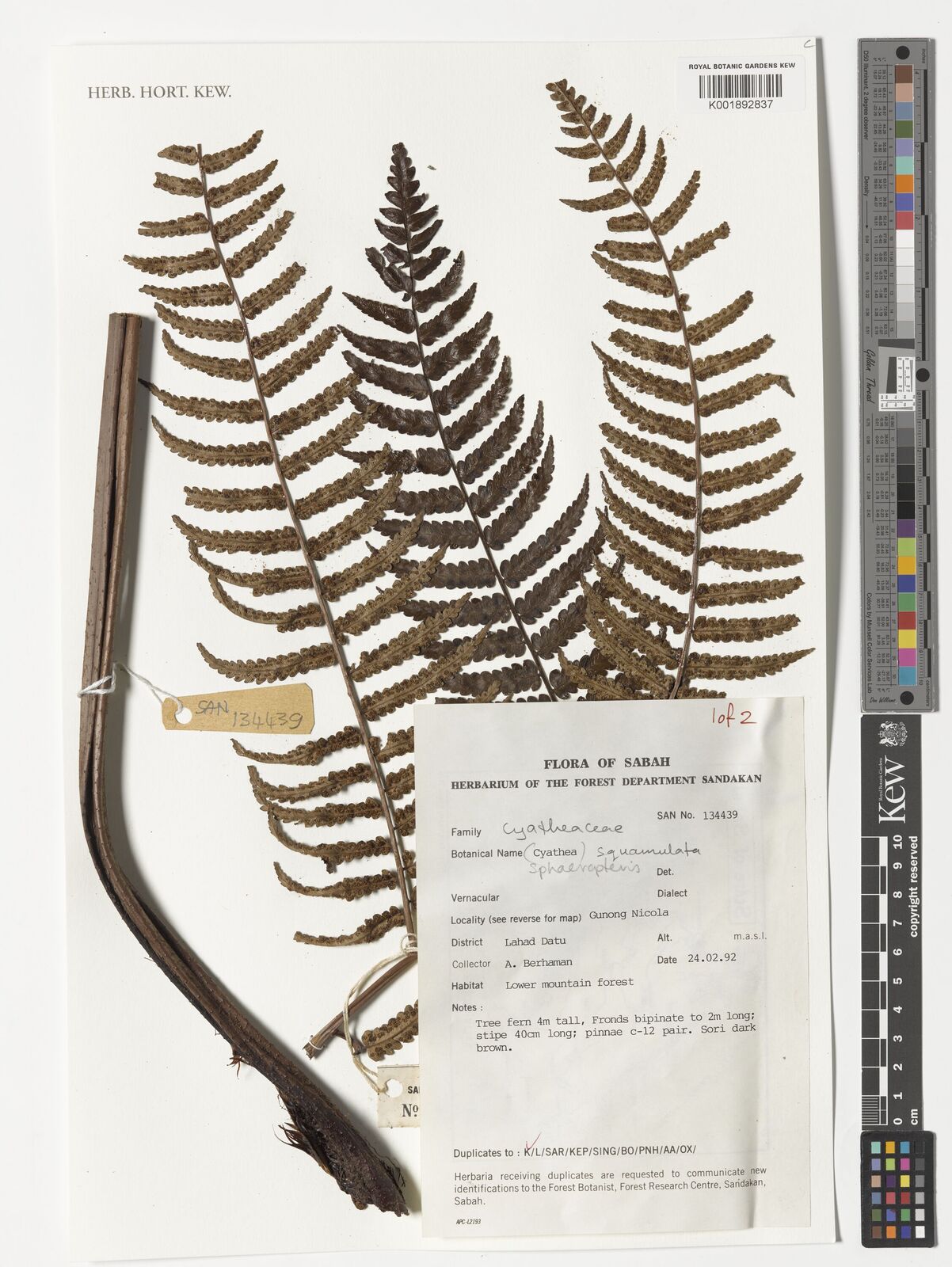 Sphaeropteris squamulata (Blume) R.M.Tryon | Plants of the World Online ...