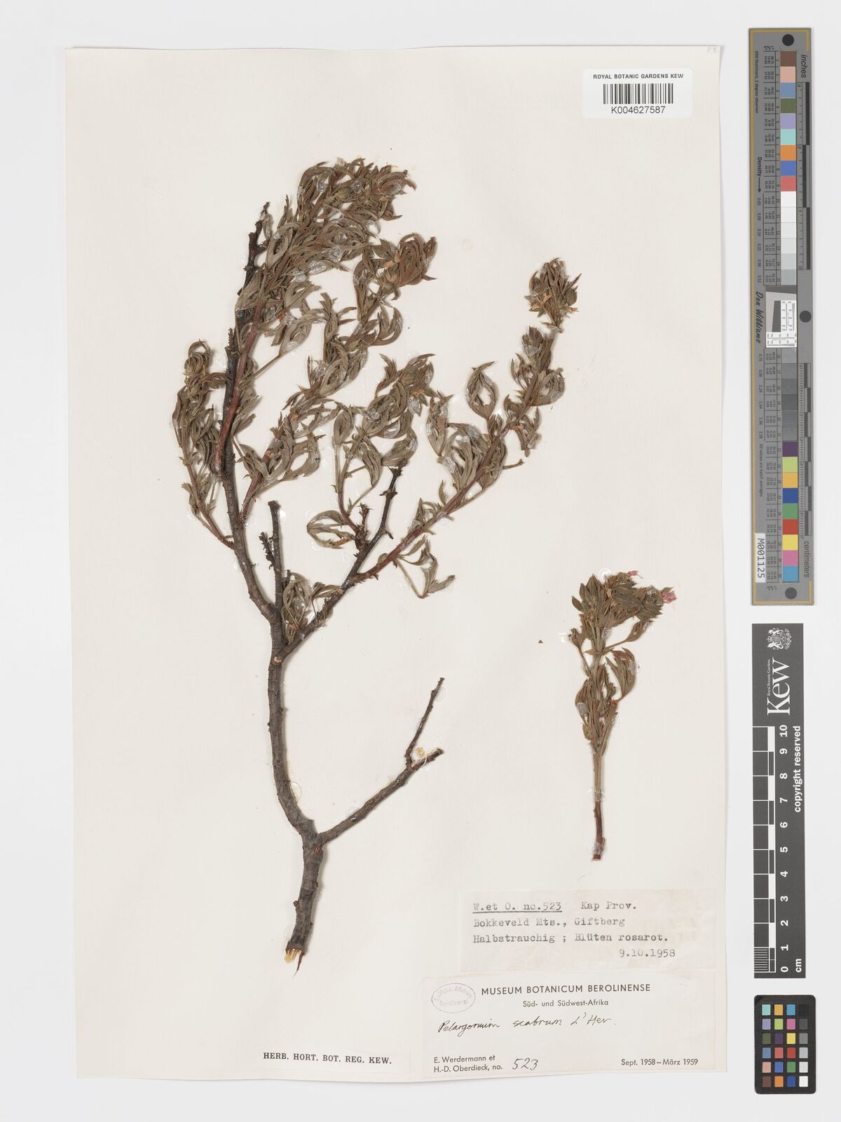 Pelargonium scabrum (L.) L'Hér. | Plants of the World Online | Kew Science
