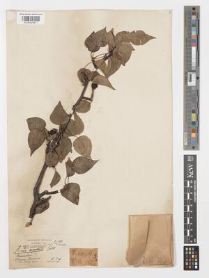 Pyrus phaeocarpa Rehder | Plants of the World Online | Kew Science