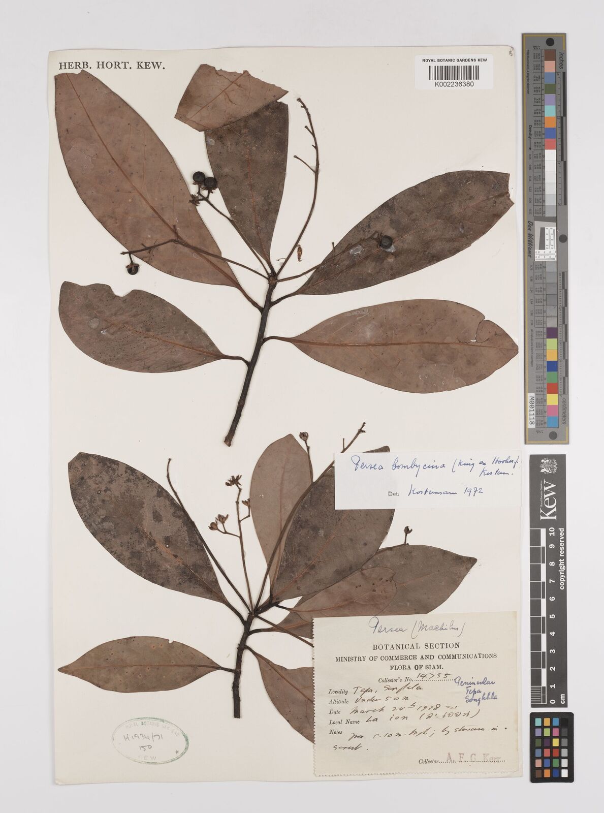 Machilus gamblei King ex Hook.f. | Plants of the World Online | Kew Science