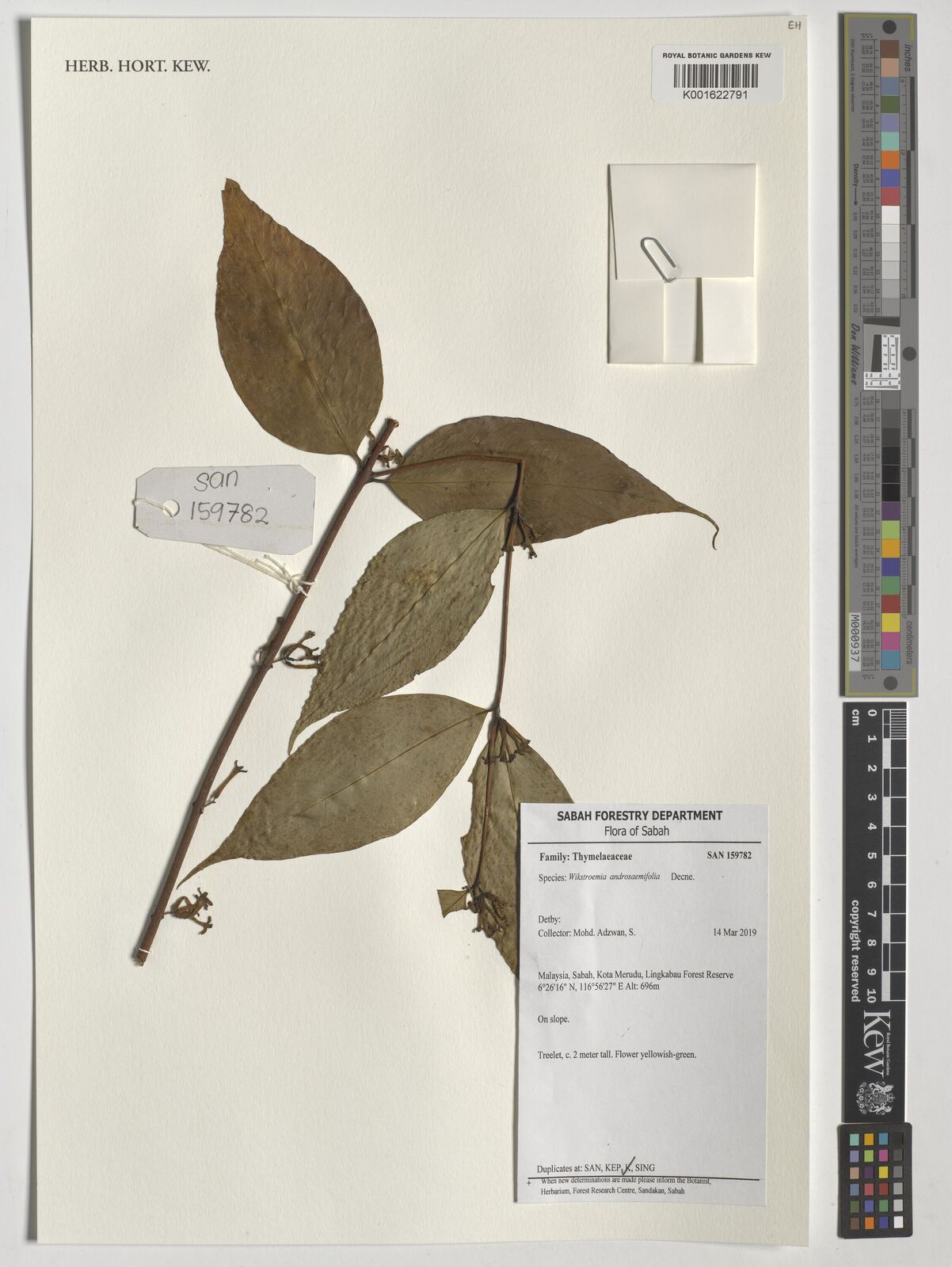 Wikstroemia androsaemifolia Decne. | Plants of the World Online | Kew ...