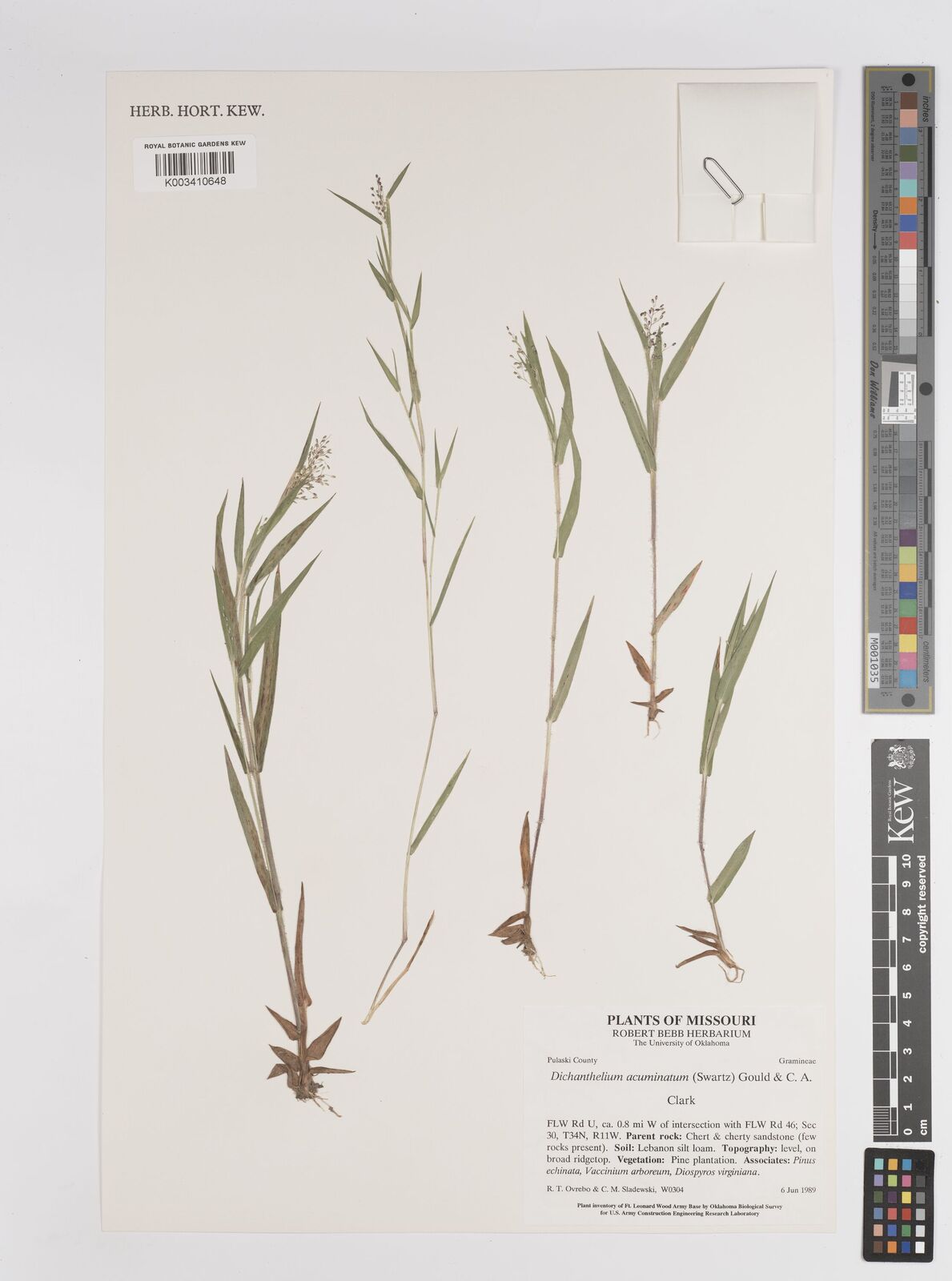 Dichanthelium implicatum (Scribn.) Kerguélen | Plants of the World ...