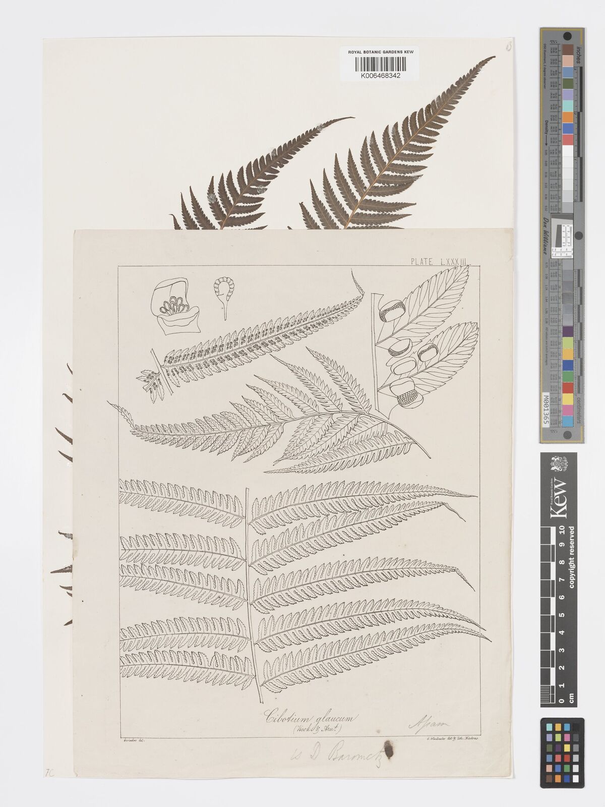 Cibotium barometz (L.) J.Sm. | Plants of the World Online | Kew Science