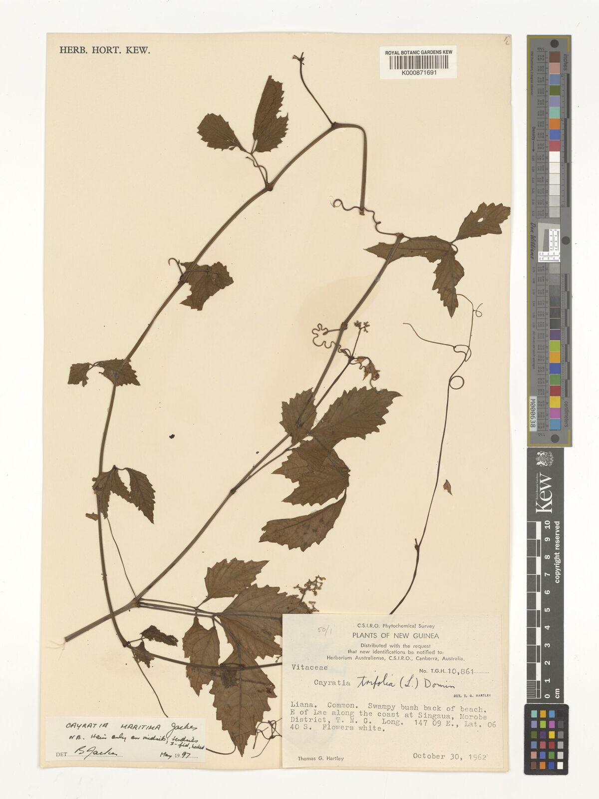 Causonis maritima (Jackes) Jackes | Plants of the World Online | Kew ...