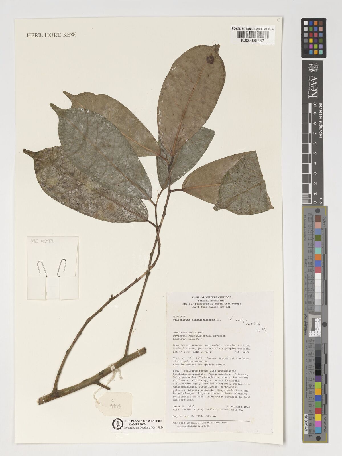 Trilepisium madagascariense DC. | Plants of the World Online | Kew Science