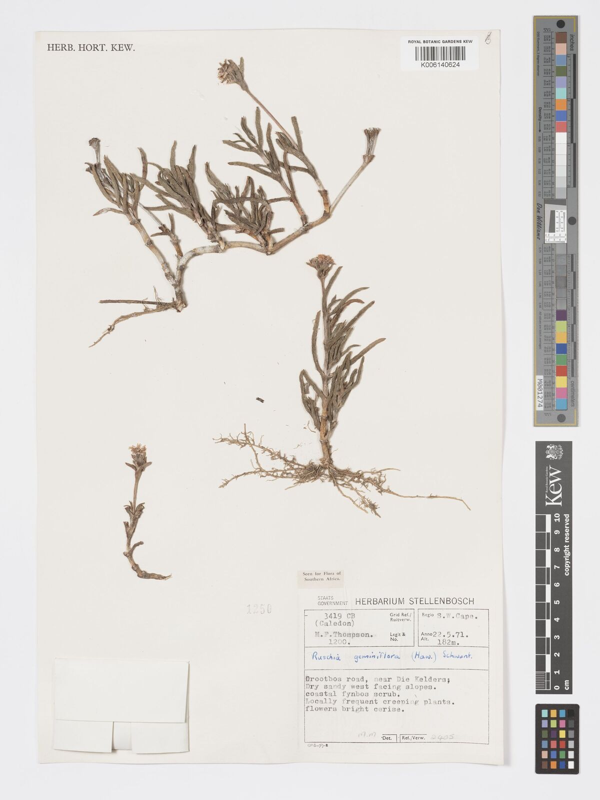 Ruschia geminiflora (Haw.) Schwantes | Plants of the World Online | Kew ...