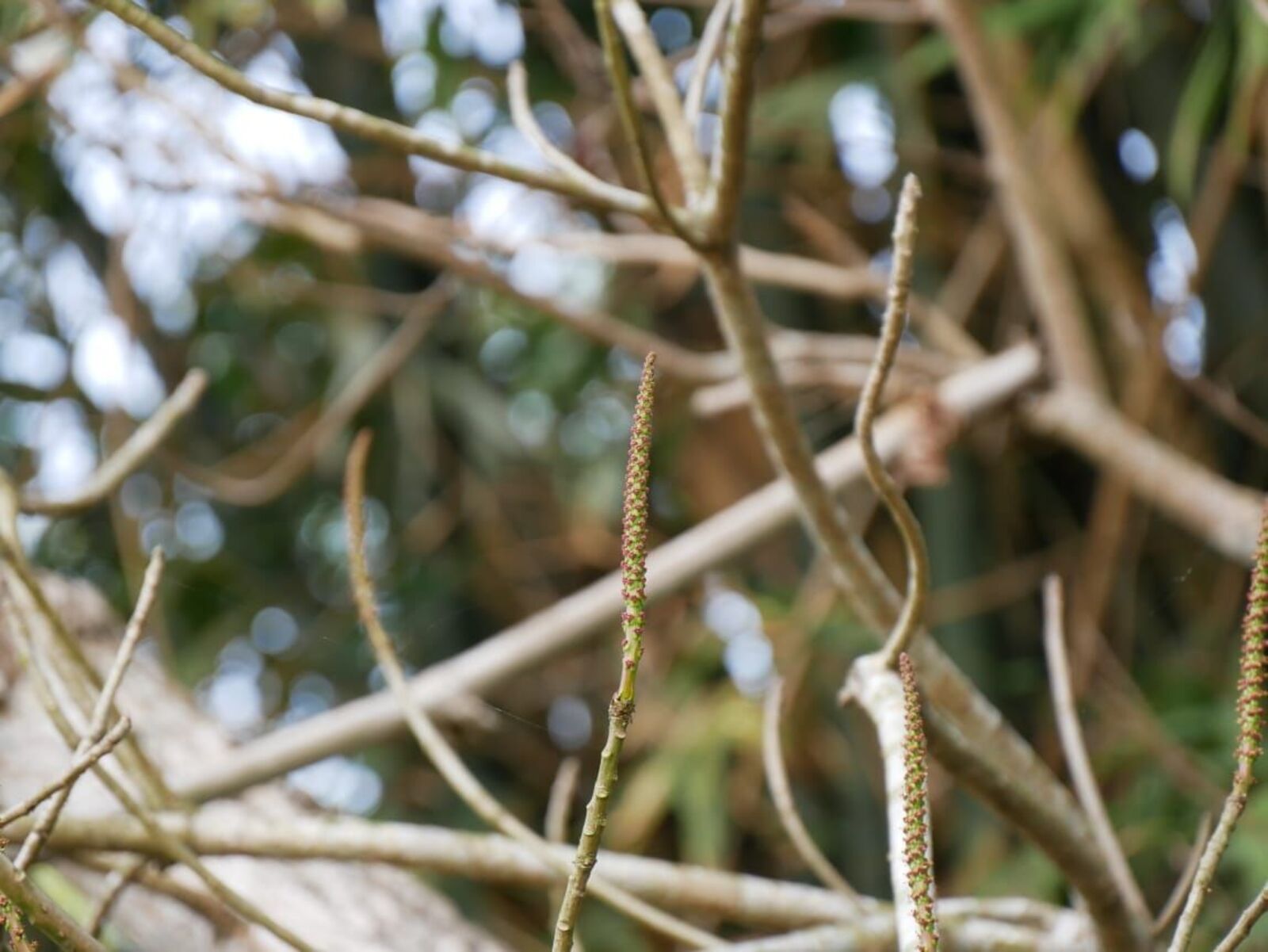 Falconeria insignis Royle | Plants of the World Online | Kew Science