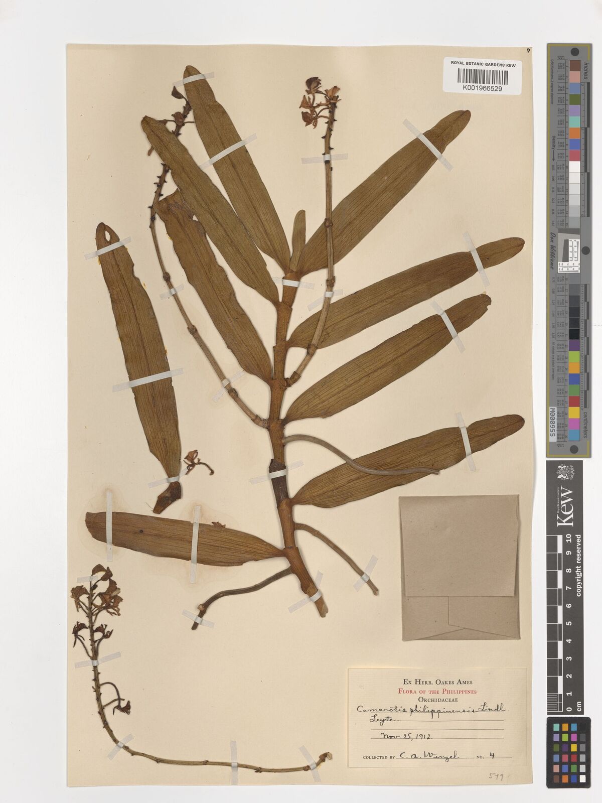 Micropera Lindl. | Plants of the World Online | Kew Science