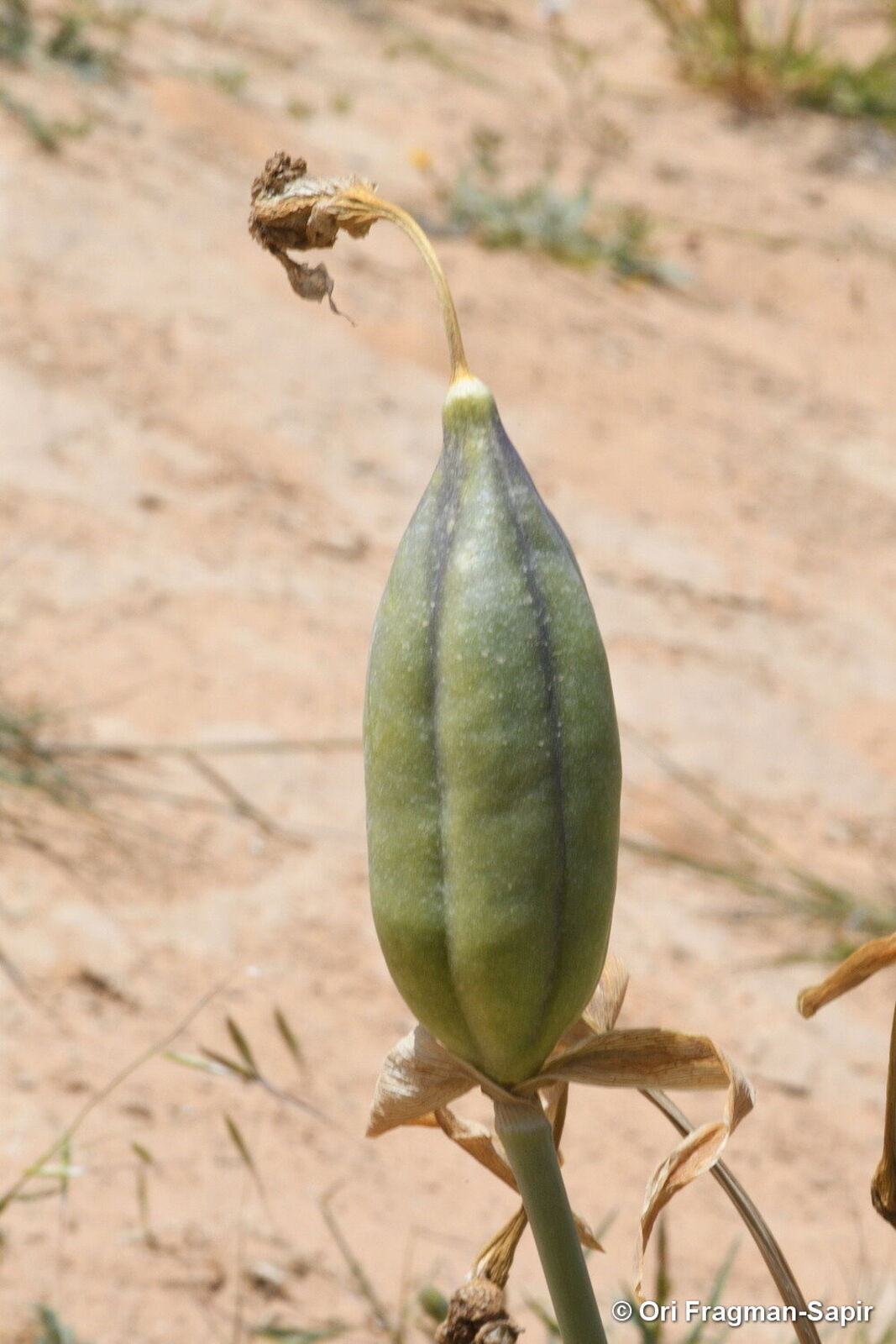 Iris mariae Barbey | Plants of the World Online | Kew Science