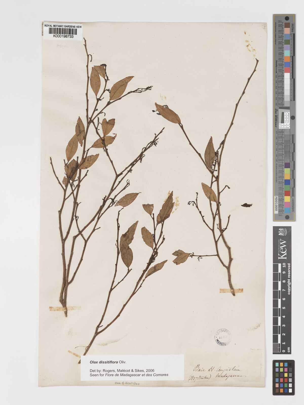 Olax dissitiflora Oliv. | Plants of the World Online | Kew Science