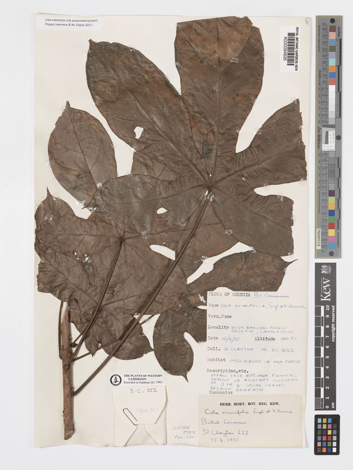 Cola ricinifolia Engl. & K.Krause | Plants of the World Online | Kew ...