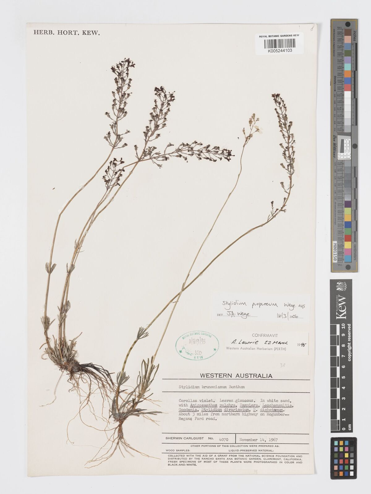 Stylidium purpureum Wege | Plants of the World Online | Kew Science