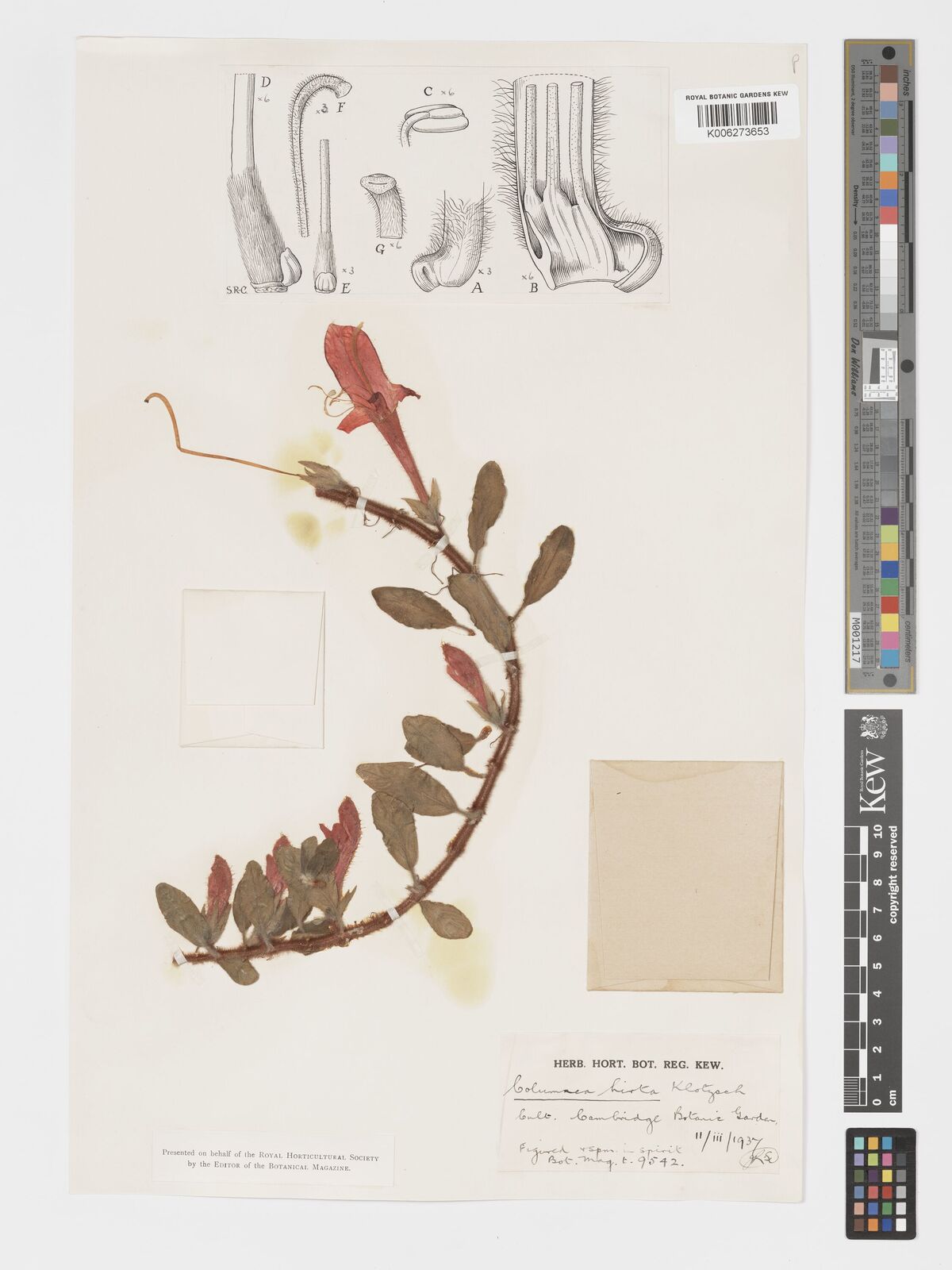 Columnea hirta Klotzsch & Hanst. | Plants of the World Online | Kew Science
