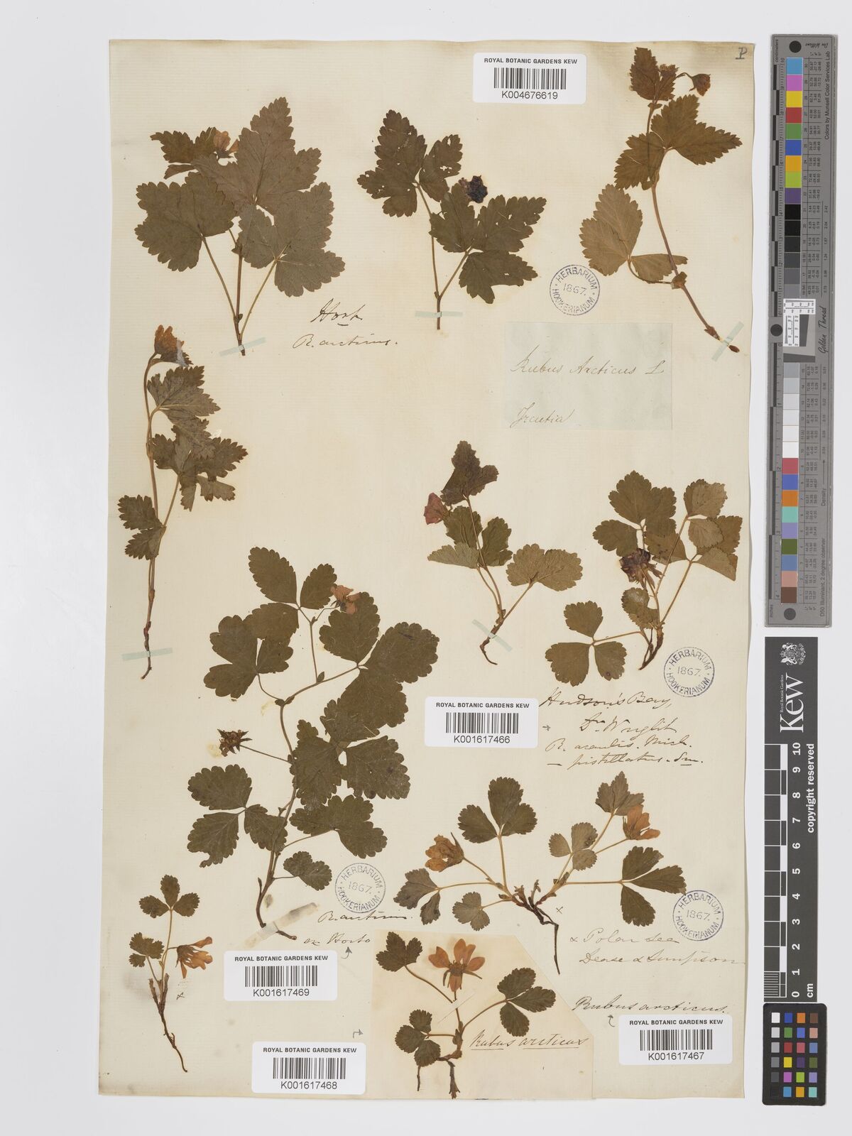 Rubus arcticus subsp. acaulis (Michx.) Focke | Plants of the World ...