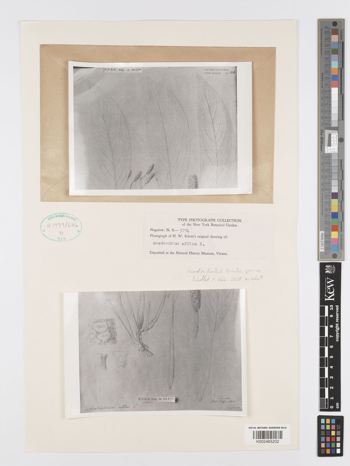 Anadendrum affine Schott | Plants of the World Online | Kew Science