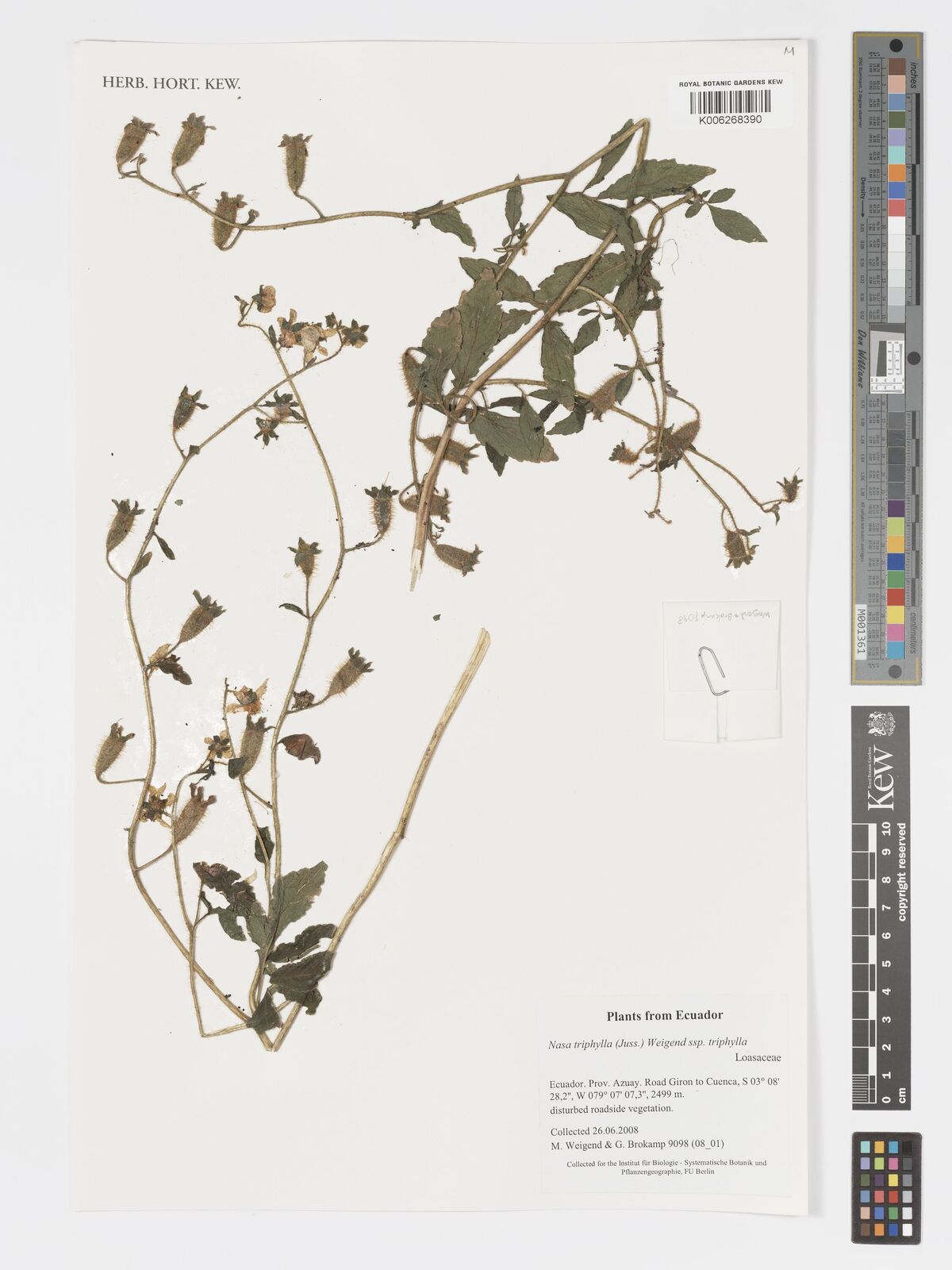 Nasa triphylla subsp. triphylla | Plants of the World Online | Kew Science