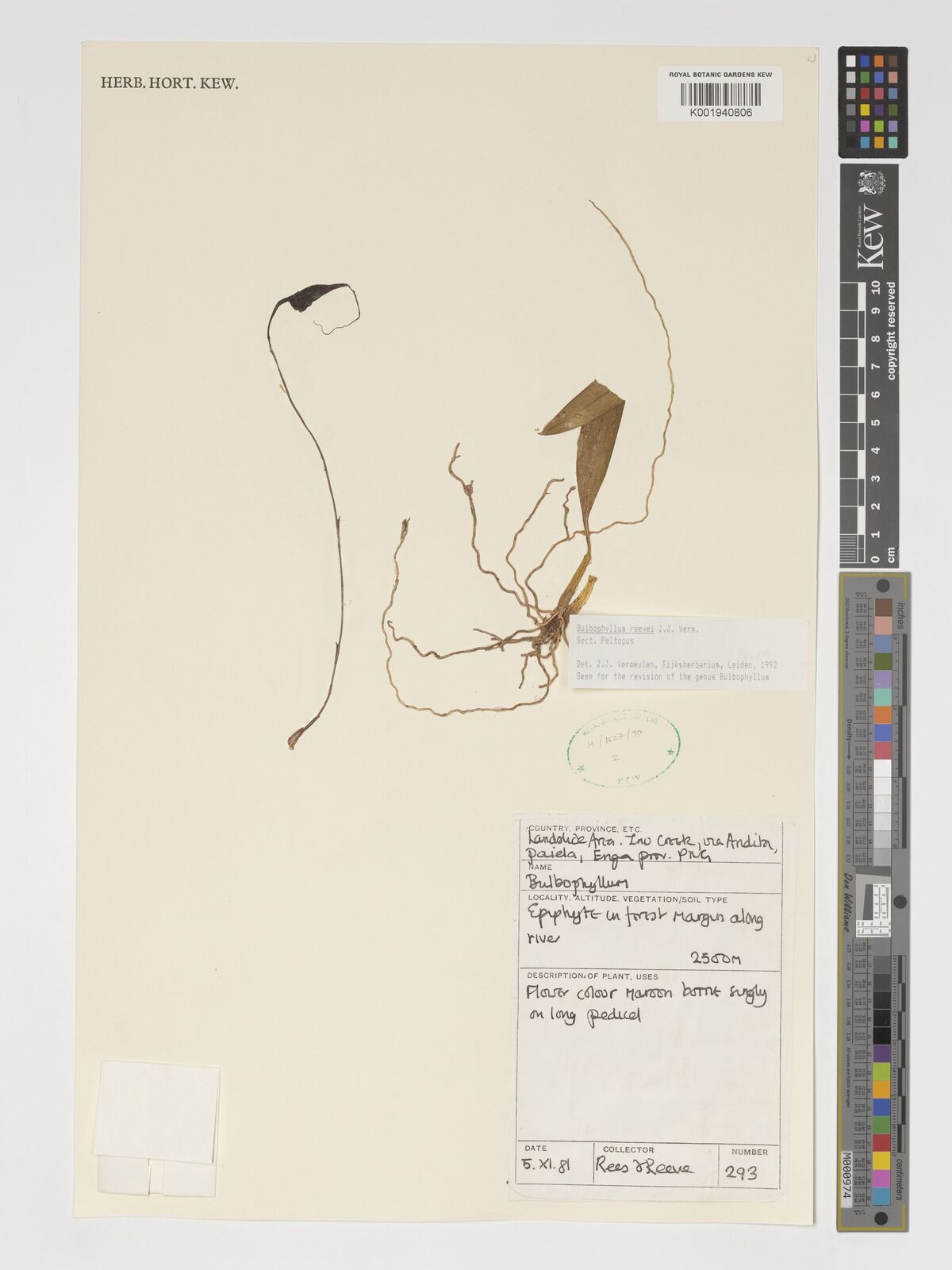 Bulbophyllum reevei J.J.Verm. | Plants of the World Online | Kew Science